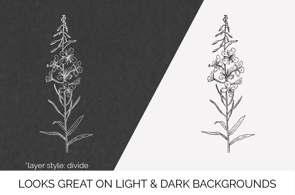 Flower - Vintage Florals Fireweed (198980) | Illustrations | Design Bundles