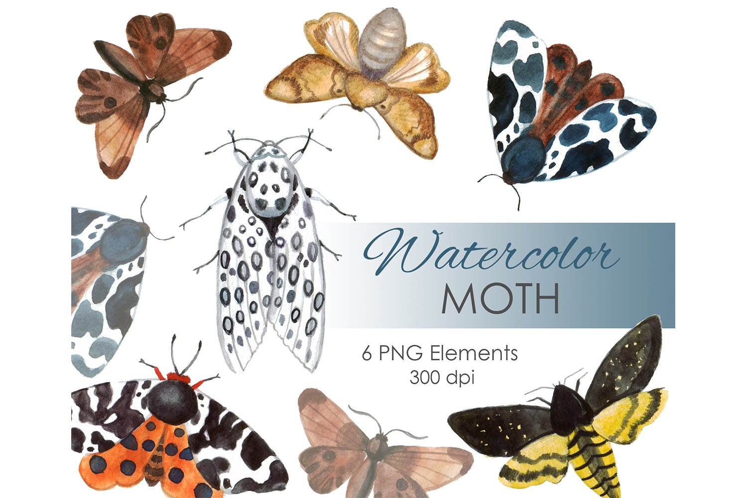 Watercolor Moth
