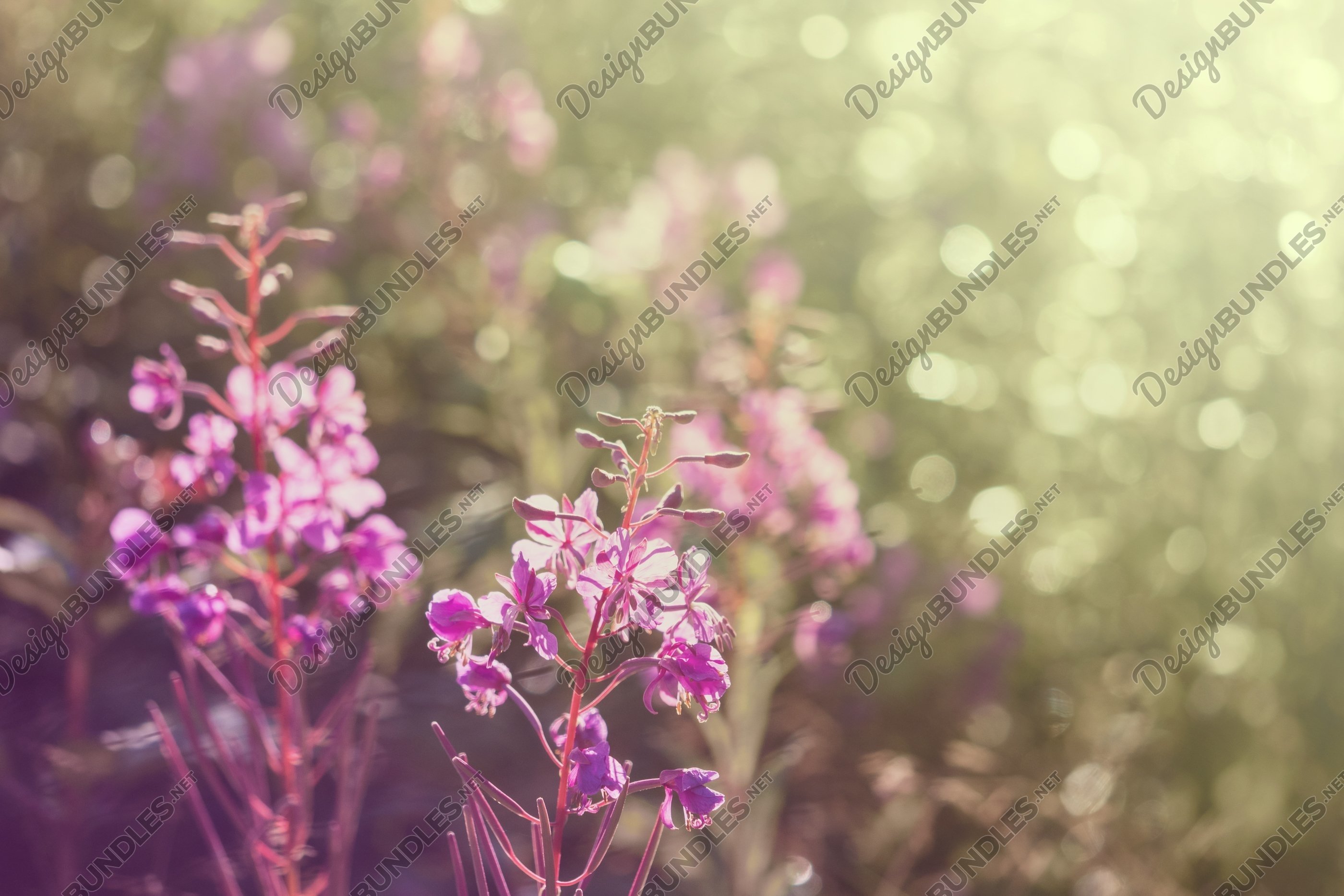 Flowers of fireweed (1146947) | Nature | Design Bundles