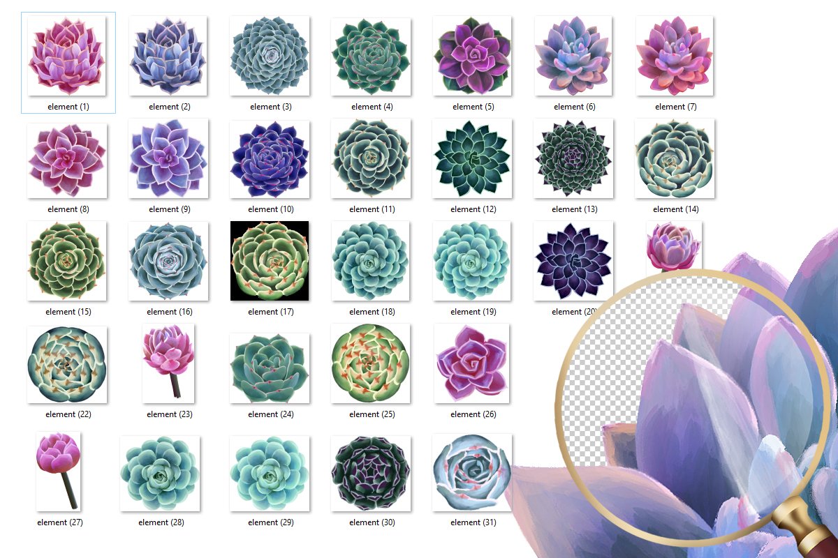 Colorful succulents bundle (735369) | Elements | Design Bundles