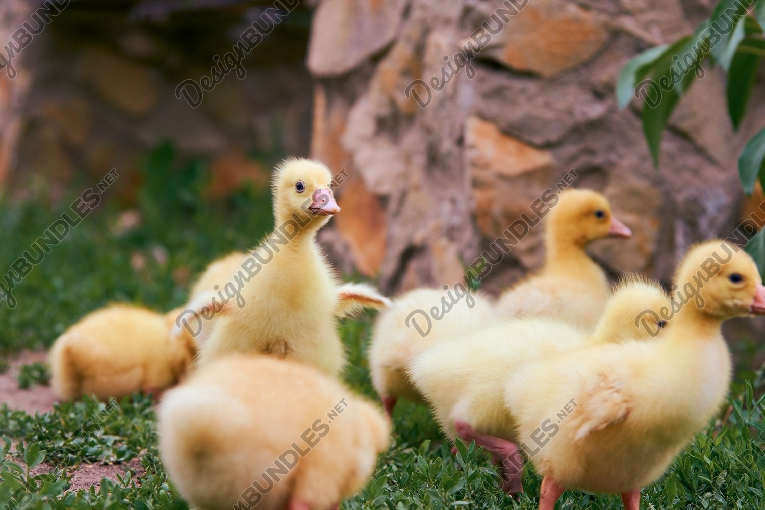 Little geese walking on a green grass. Poultry farming (1418052 ...
