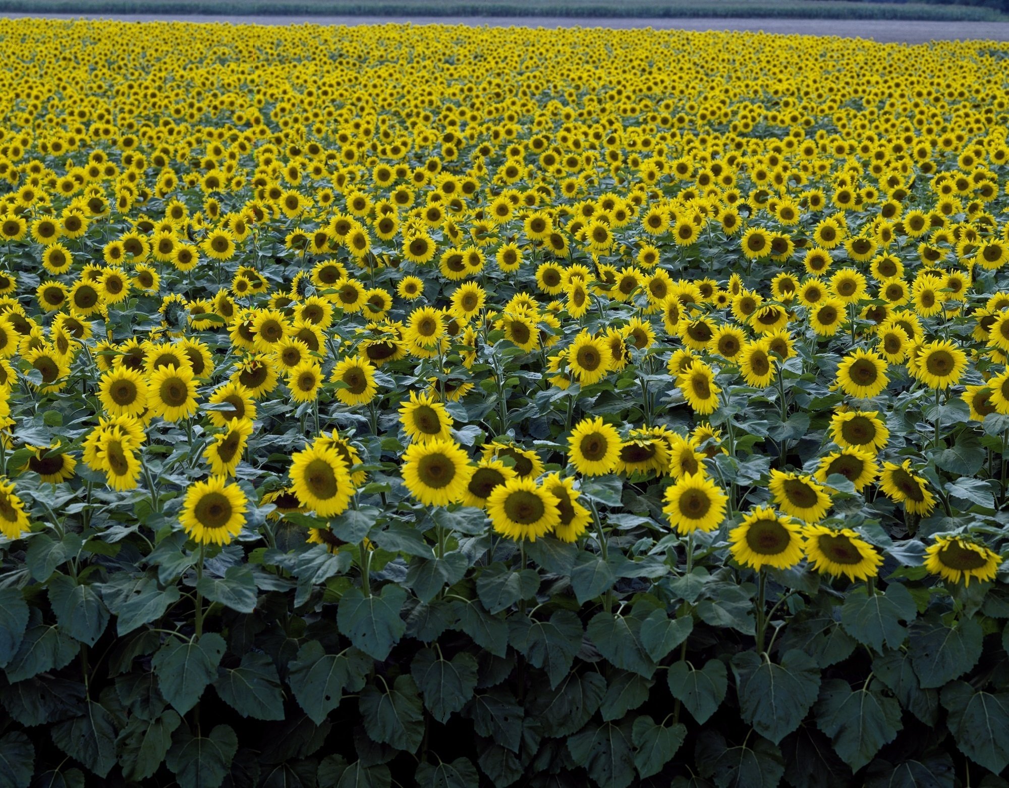 200 SUNFLOWER PHOTOSHOP OVERLAYS, BACKDROPS, BACKGROUNDS (531315 ...