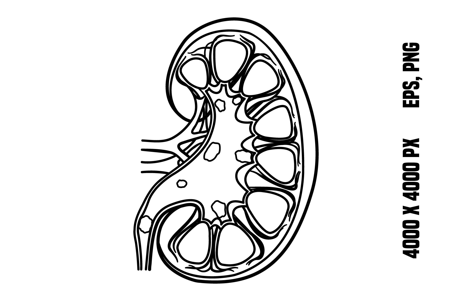 Kidney Anatomy Coloring Coloring Pages