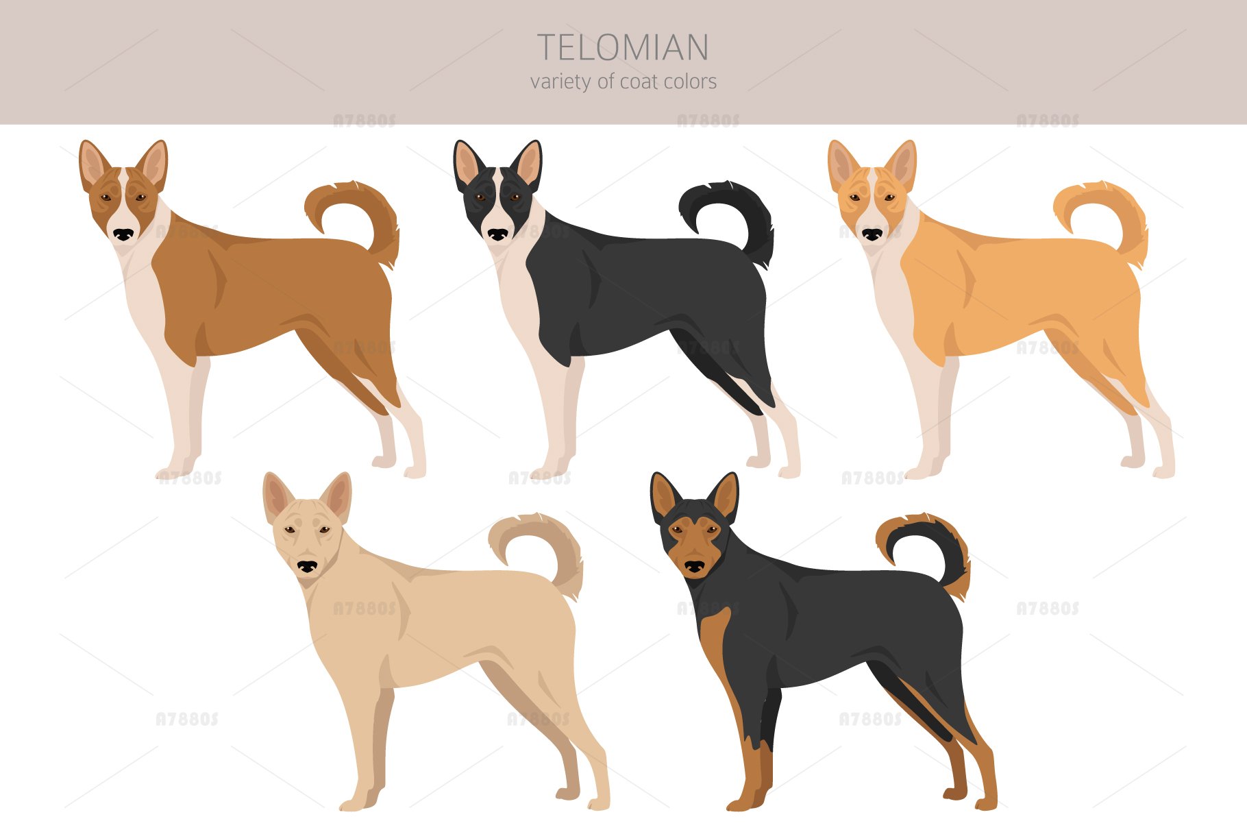 Telomian Dog