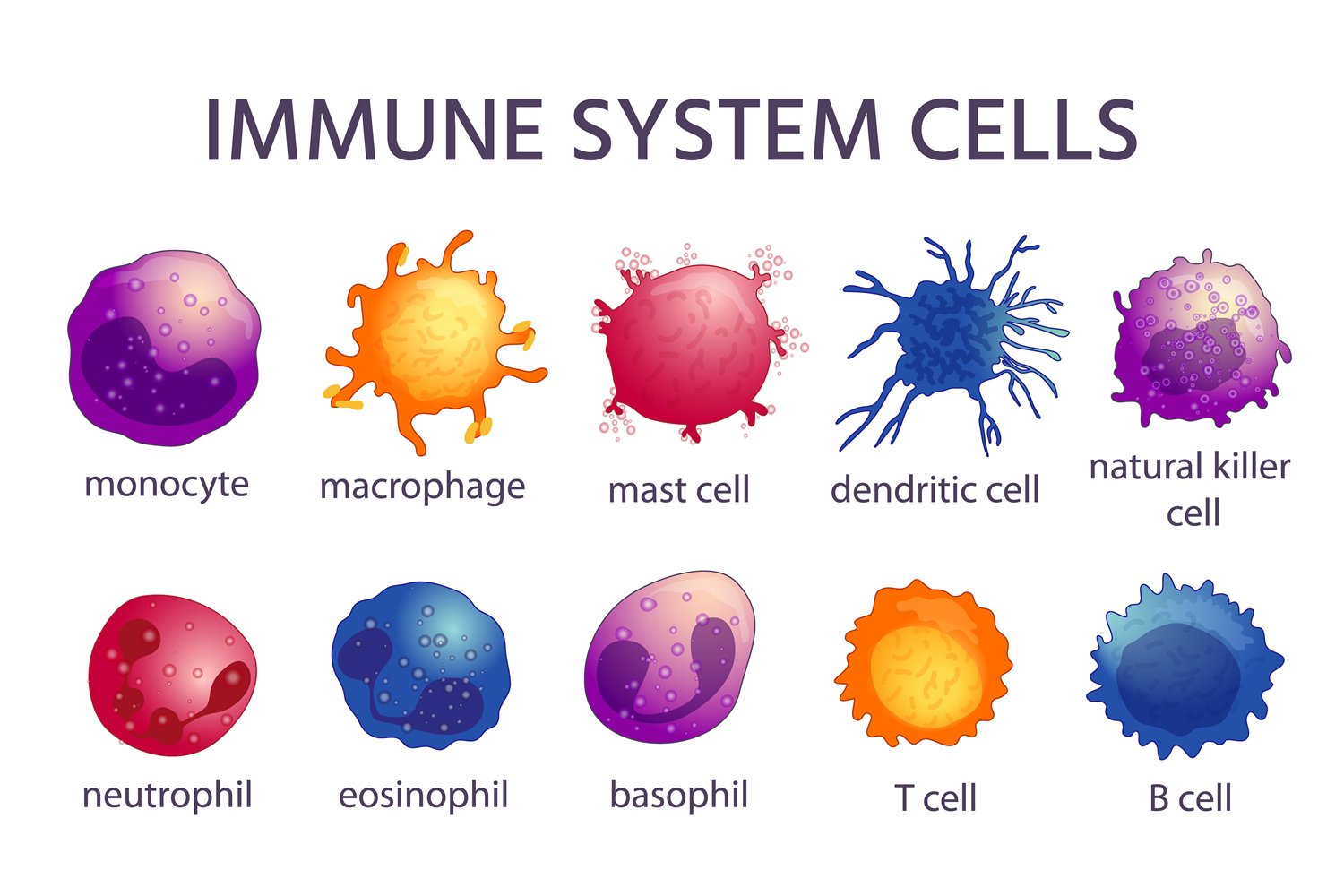 Immune System Cell Types
