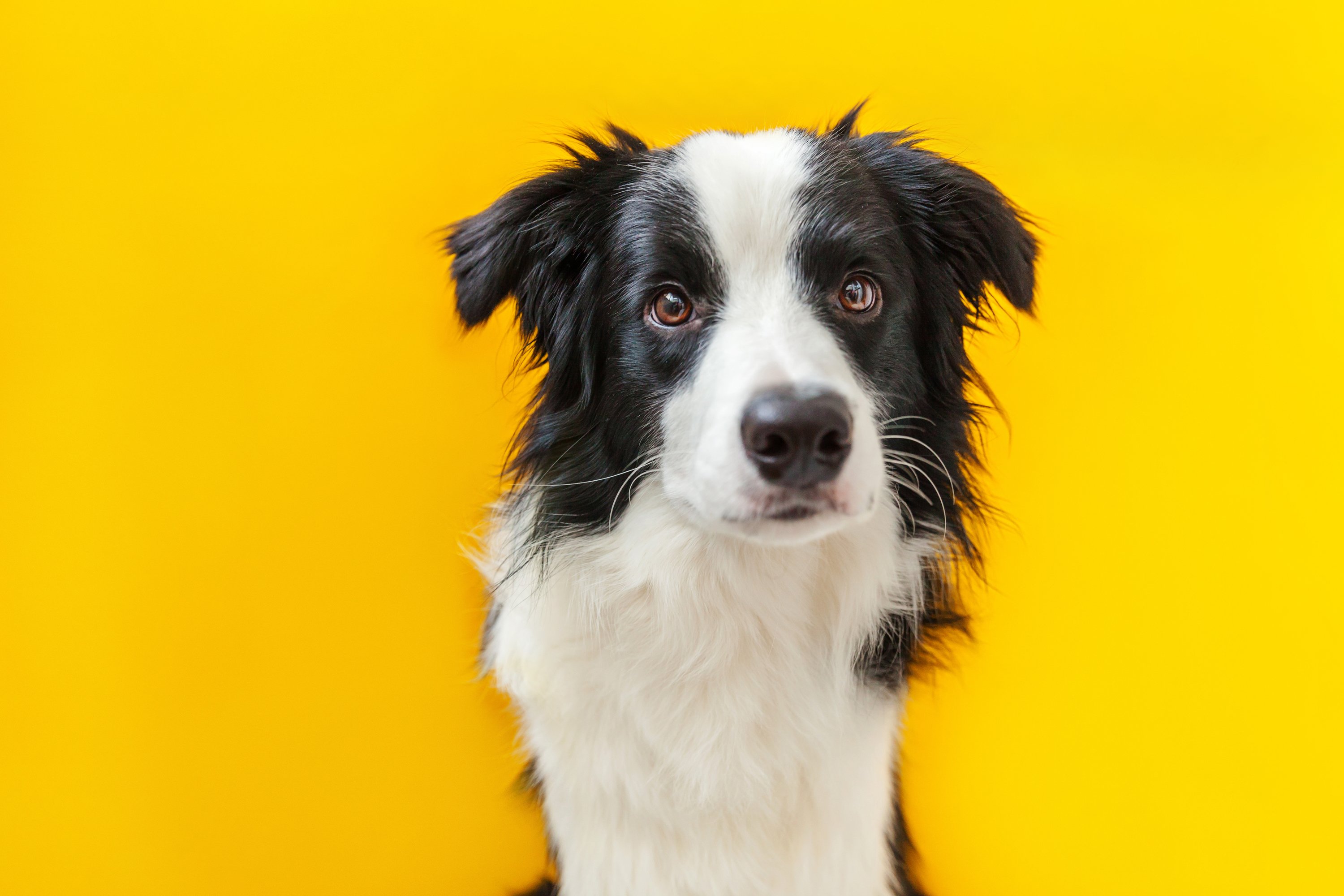 Yellow Border Collie