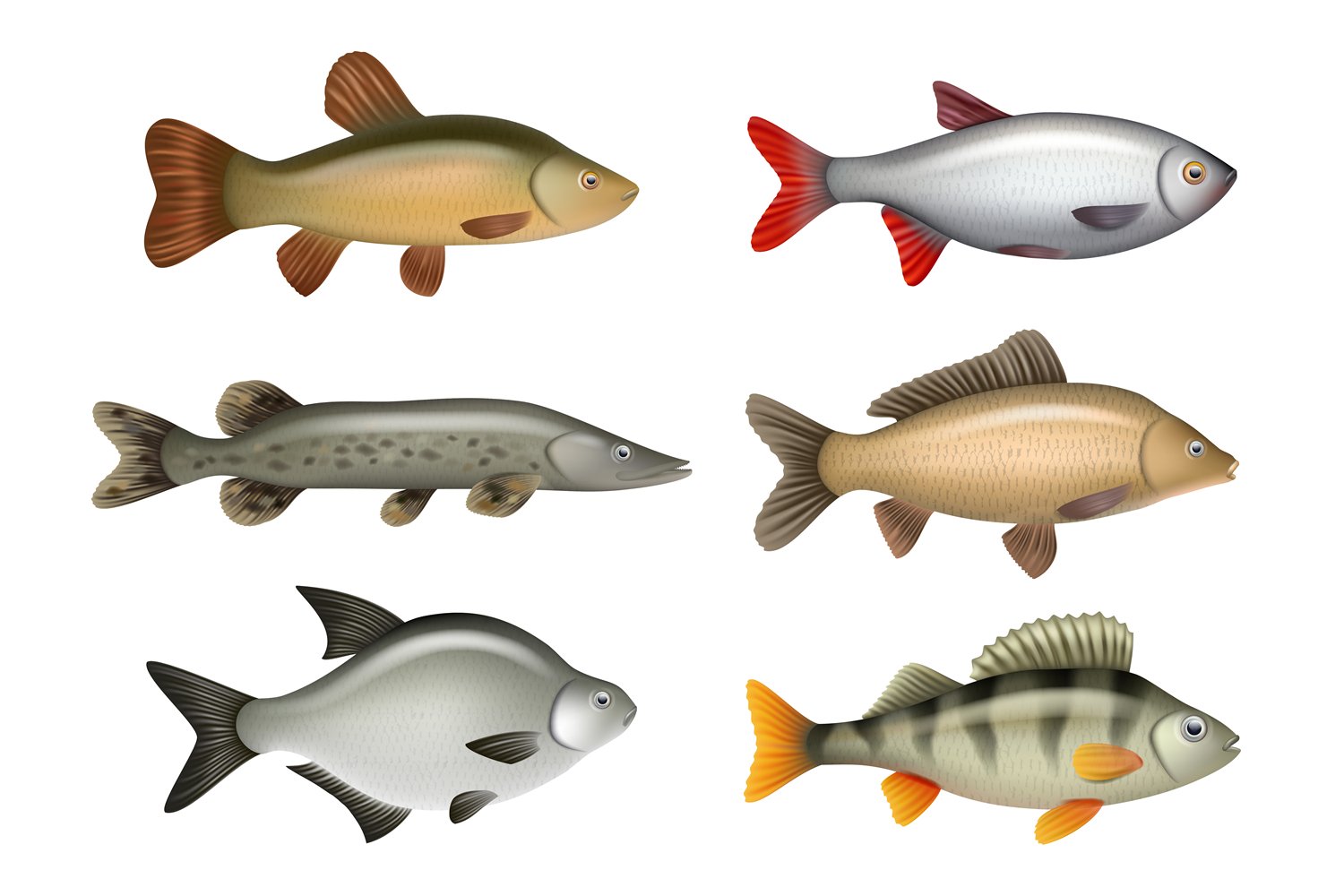Realistic fish. River swimming water fresh fishes herring ba (2261546 ...