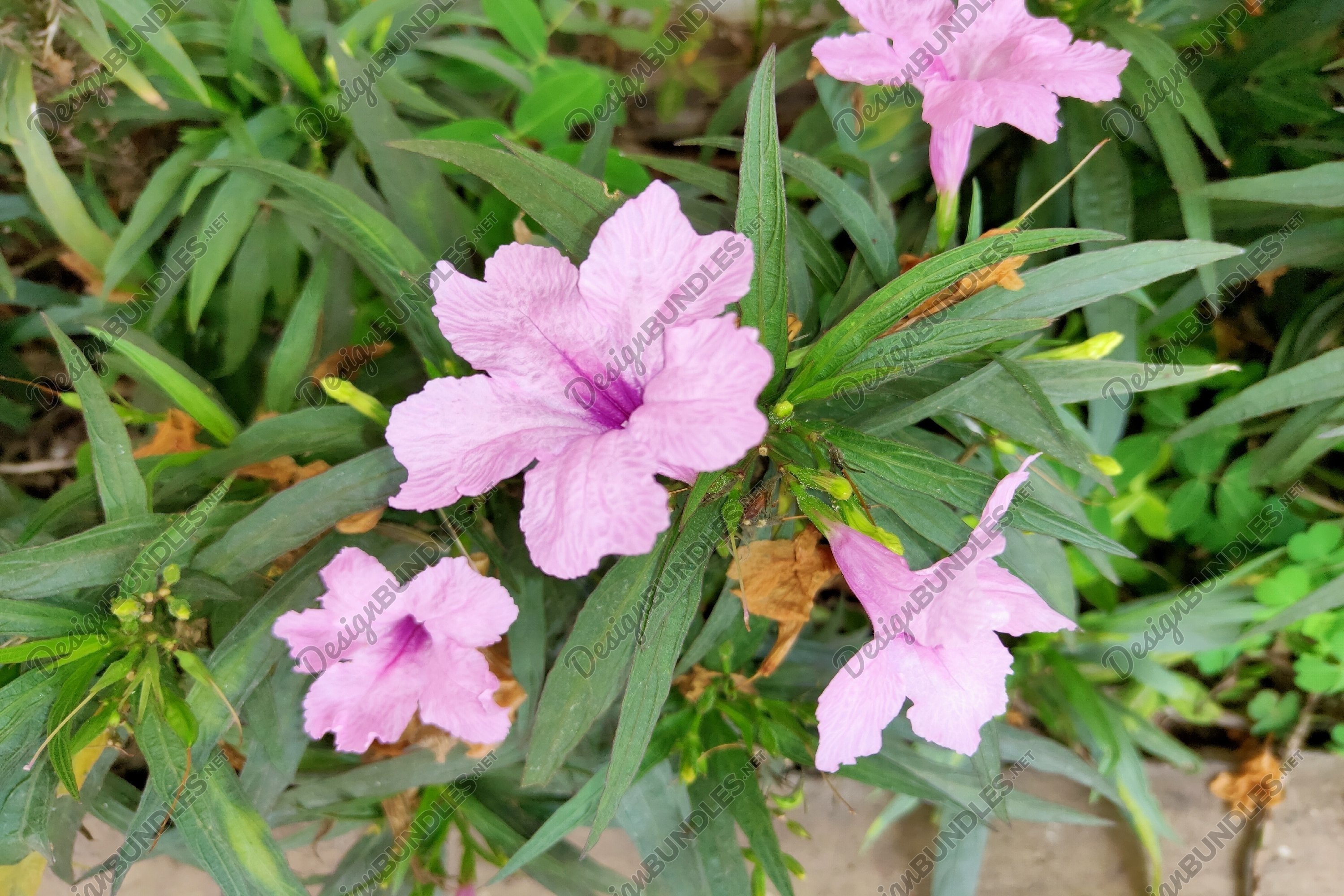 ping-colored flower plants (951038) | Nature | Design Bundles