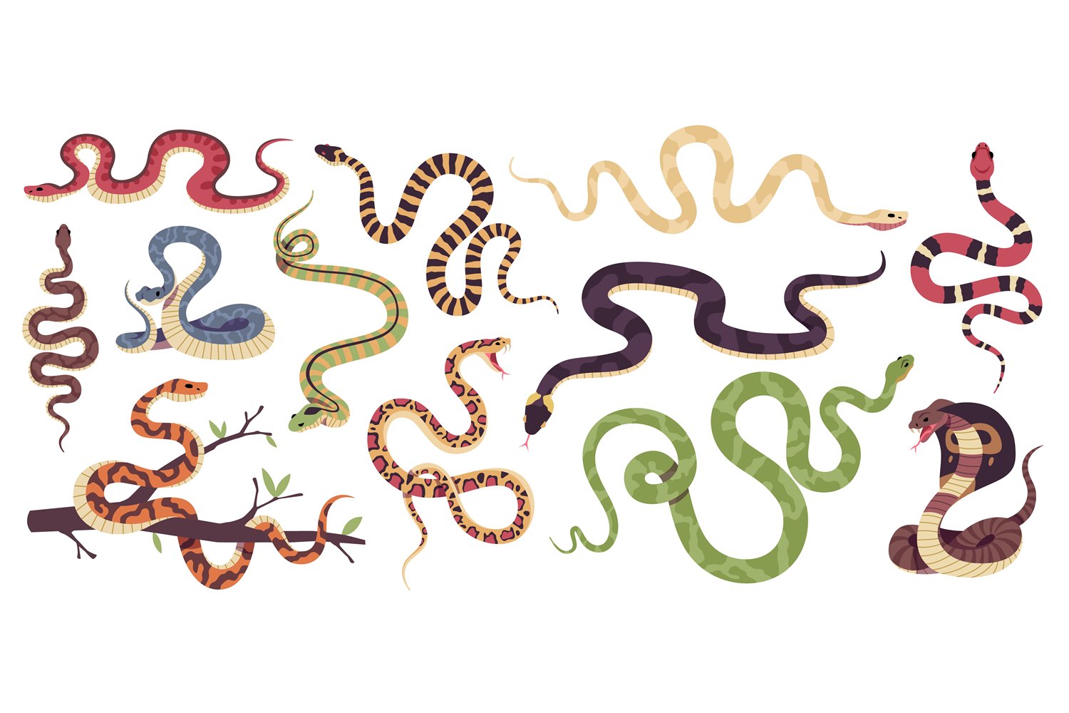 Different Types Of Snakes