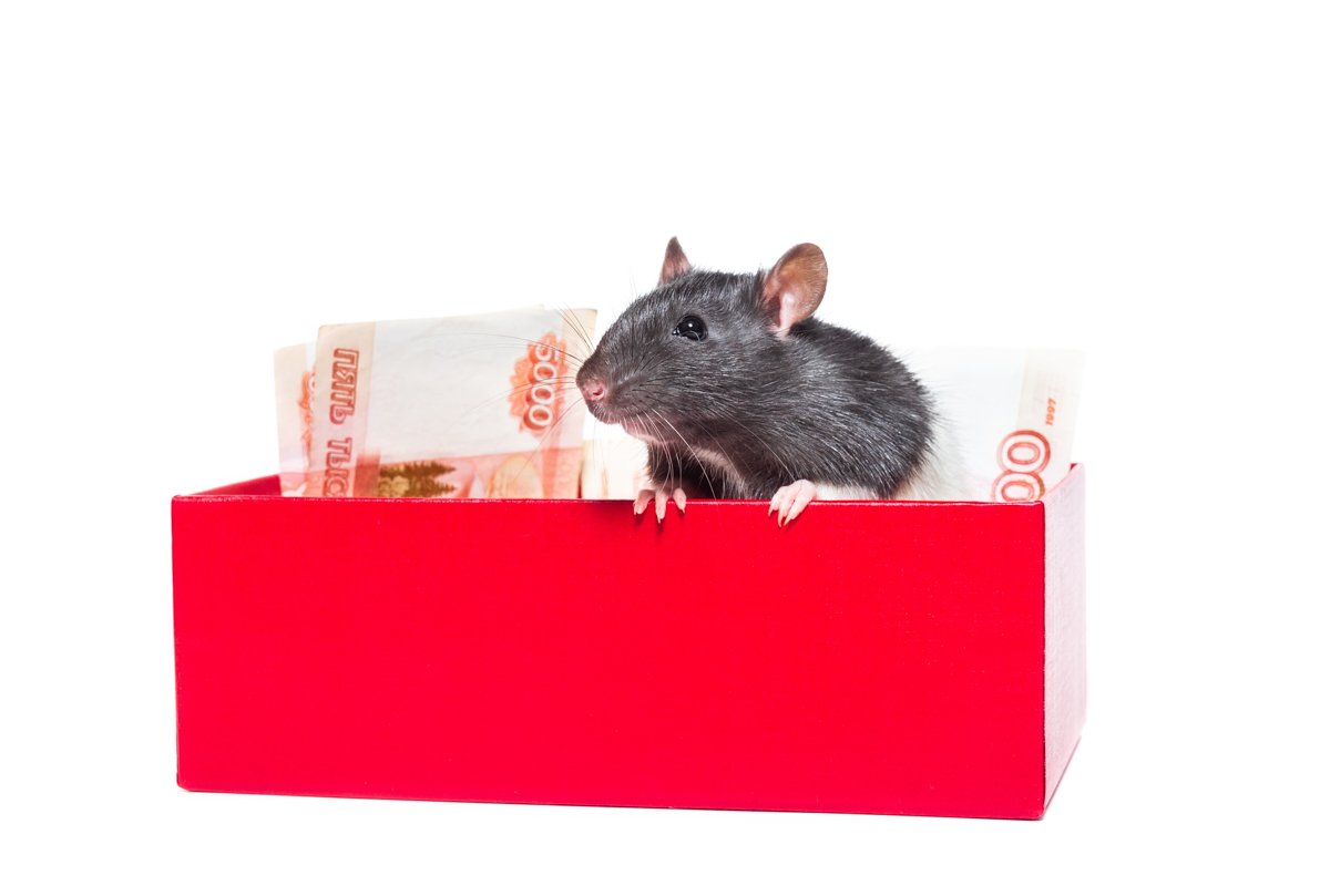 Rat with money (677922) | Animals | Design Bundles