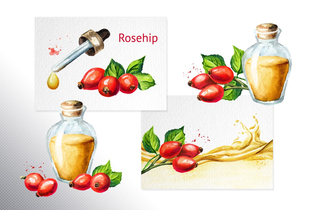Rosehip. Watercolor collection (457302) | Illustrations | Design Bundles