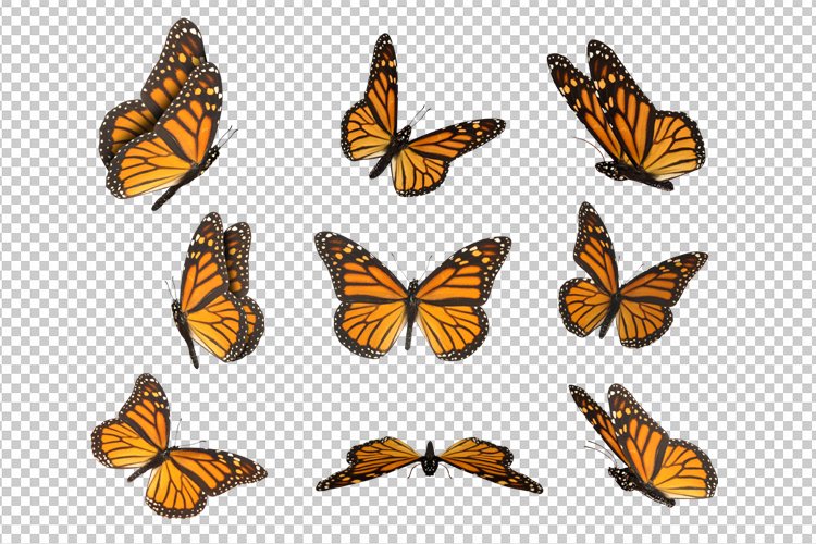 Monarch Butterflies Png