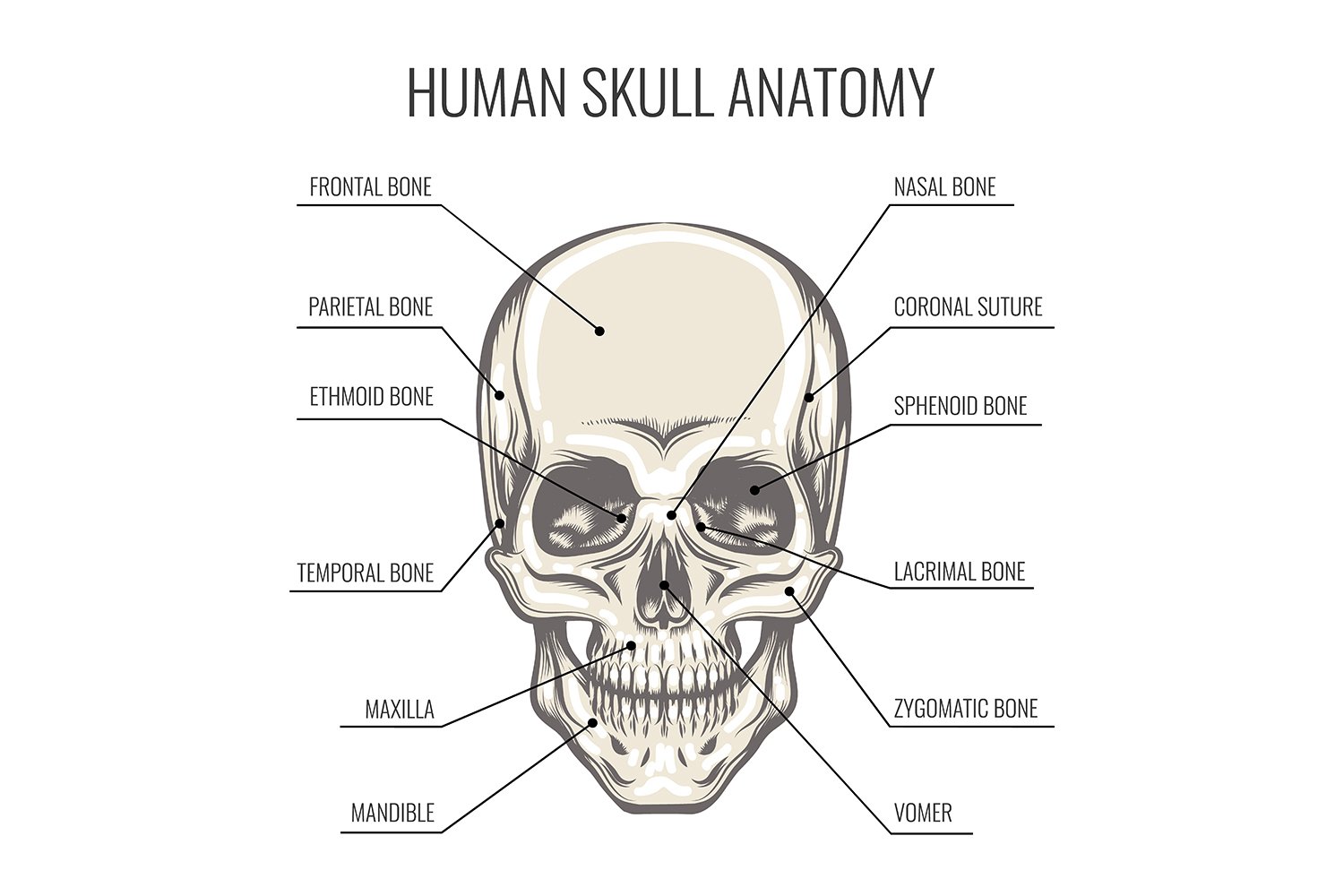 Human Skull Anatomy (1288078) | Illustrations | Design Bundles