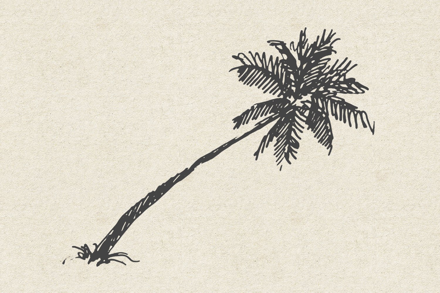 227 hand drawn palms + BONUS (7605) | Illustrations | Design Bundles