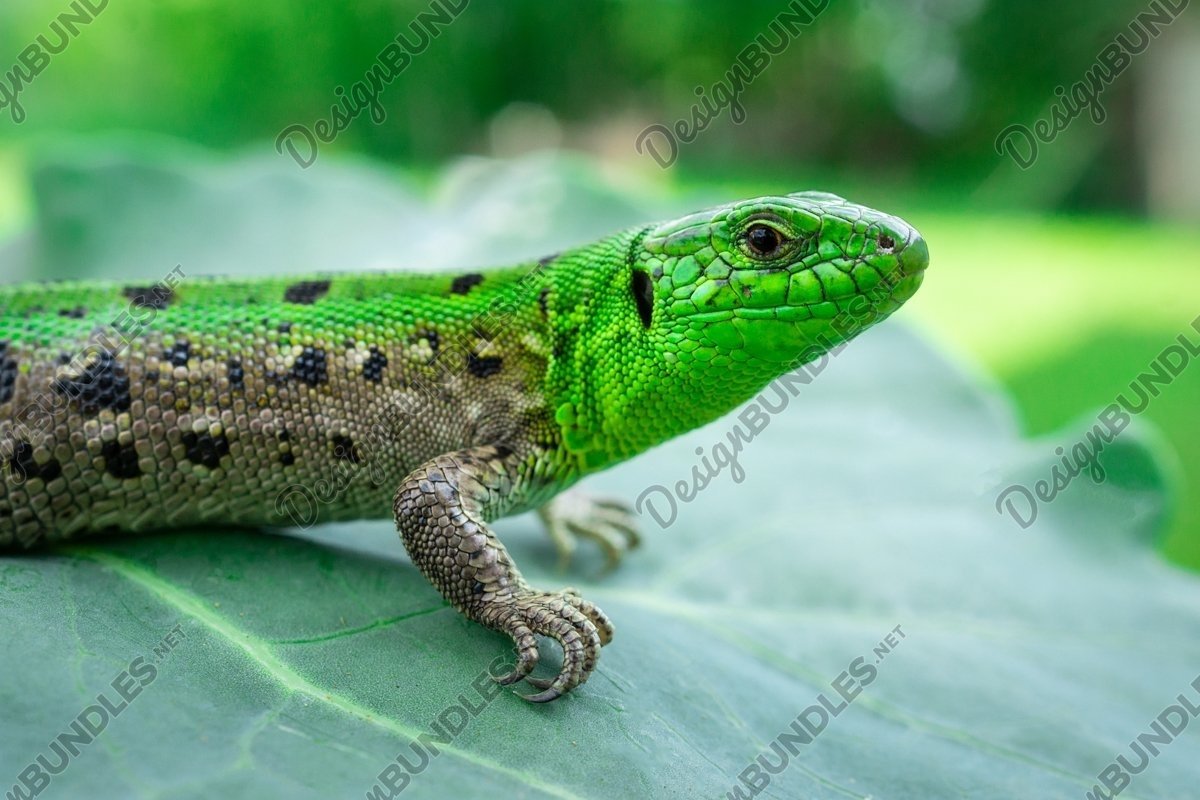 Green lizard in the grass (1060728) | Animals | Design Bundles