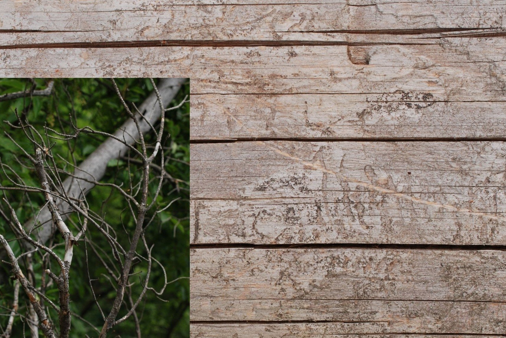 Old wood cut pattern and texture for design backdrop (728652) | Nature ...