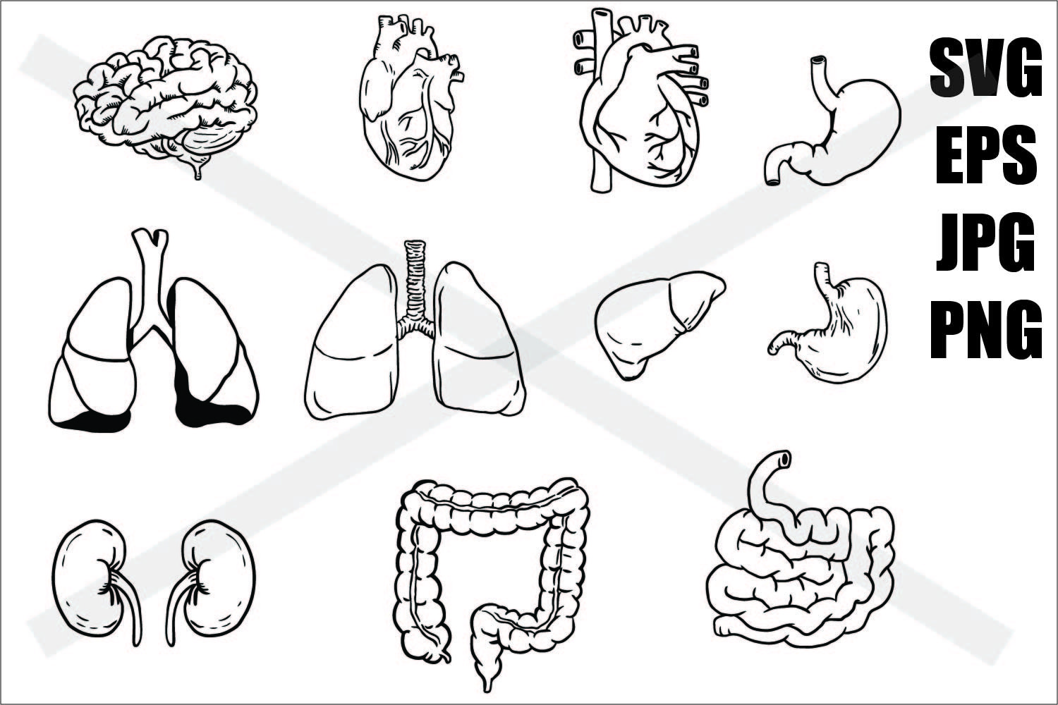 Human Organs - SVG-EPS-JPG-PNG (441360) | Illustrations | Design Bundles