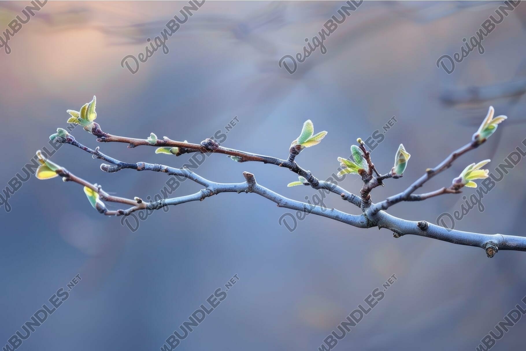 Spring Branch Of Tree From Sleeping Trees To Spring Leaves | LEAF