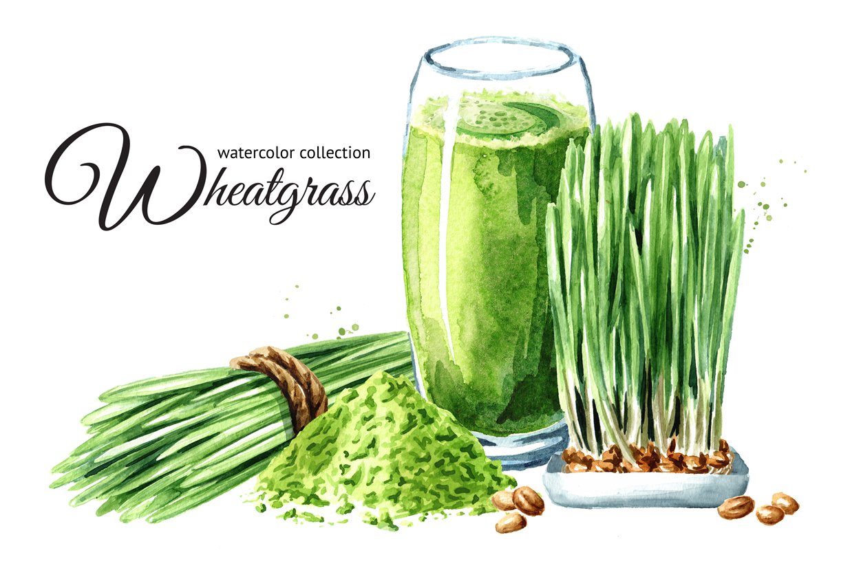 Wheatgrass. Watercolor collection (538259) | Illustrations | Design Bundles