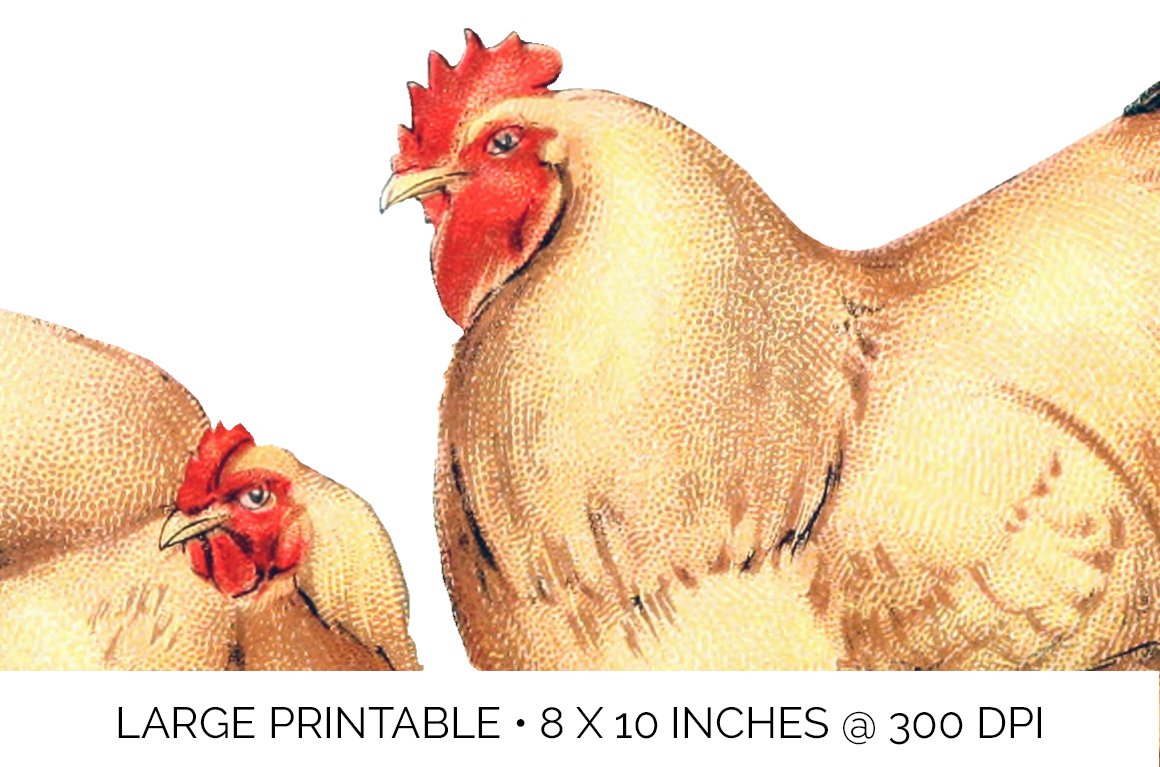 Chicken Clipart Buff (915621) | Illustrations | Design Bundles