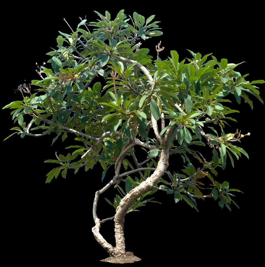200 TREES PNG PHOTOSHOP OVERLAYS, BACKGROUNDS, BACKDROPS (532553 ...