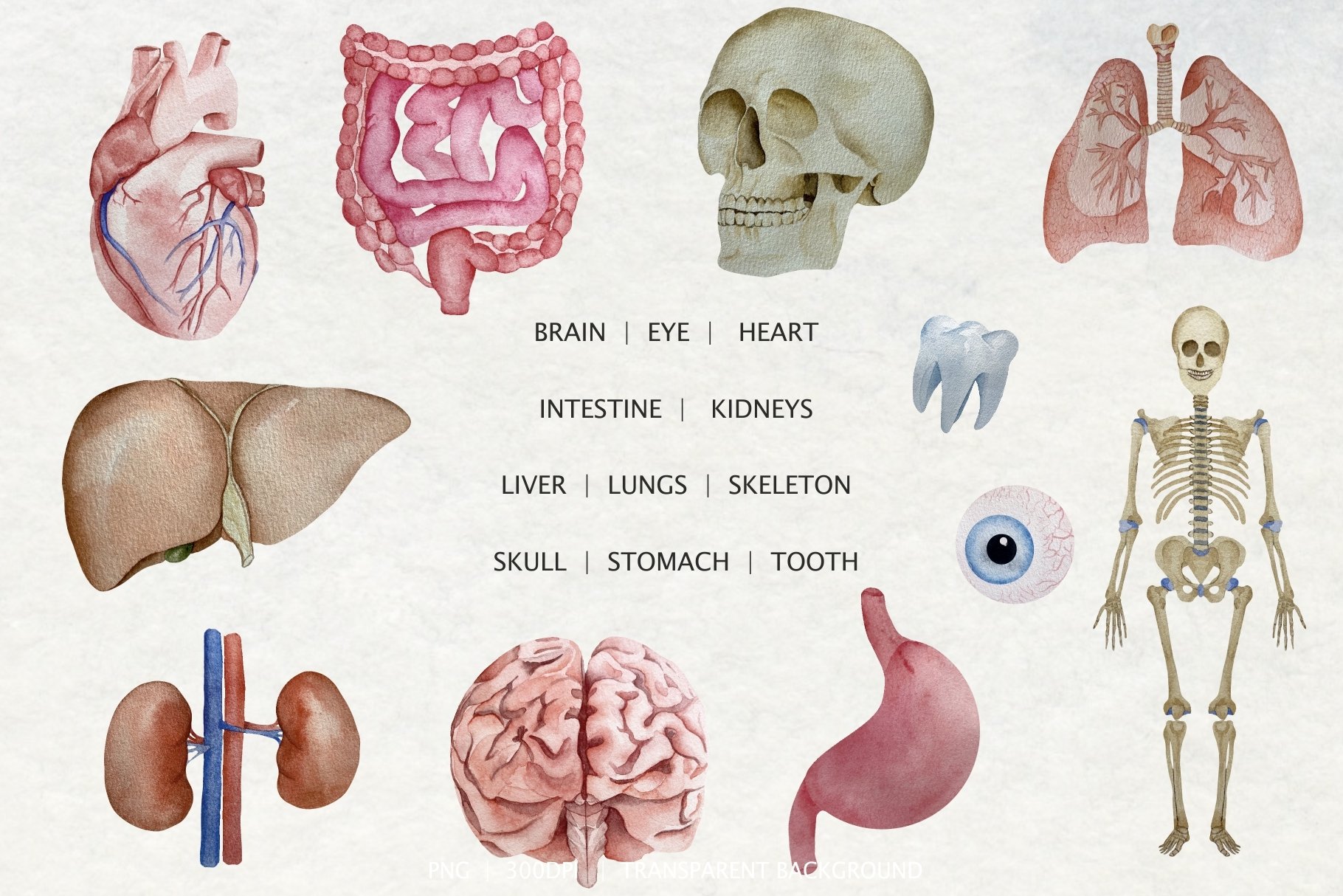Watercolor Human Organ Clipart (934252) | Illustrations | Design Bundles
