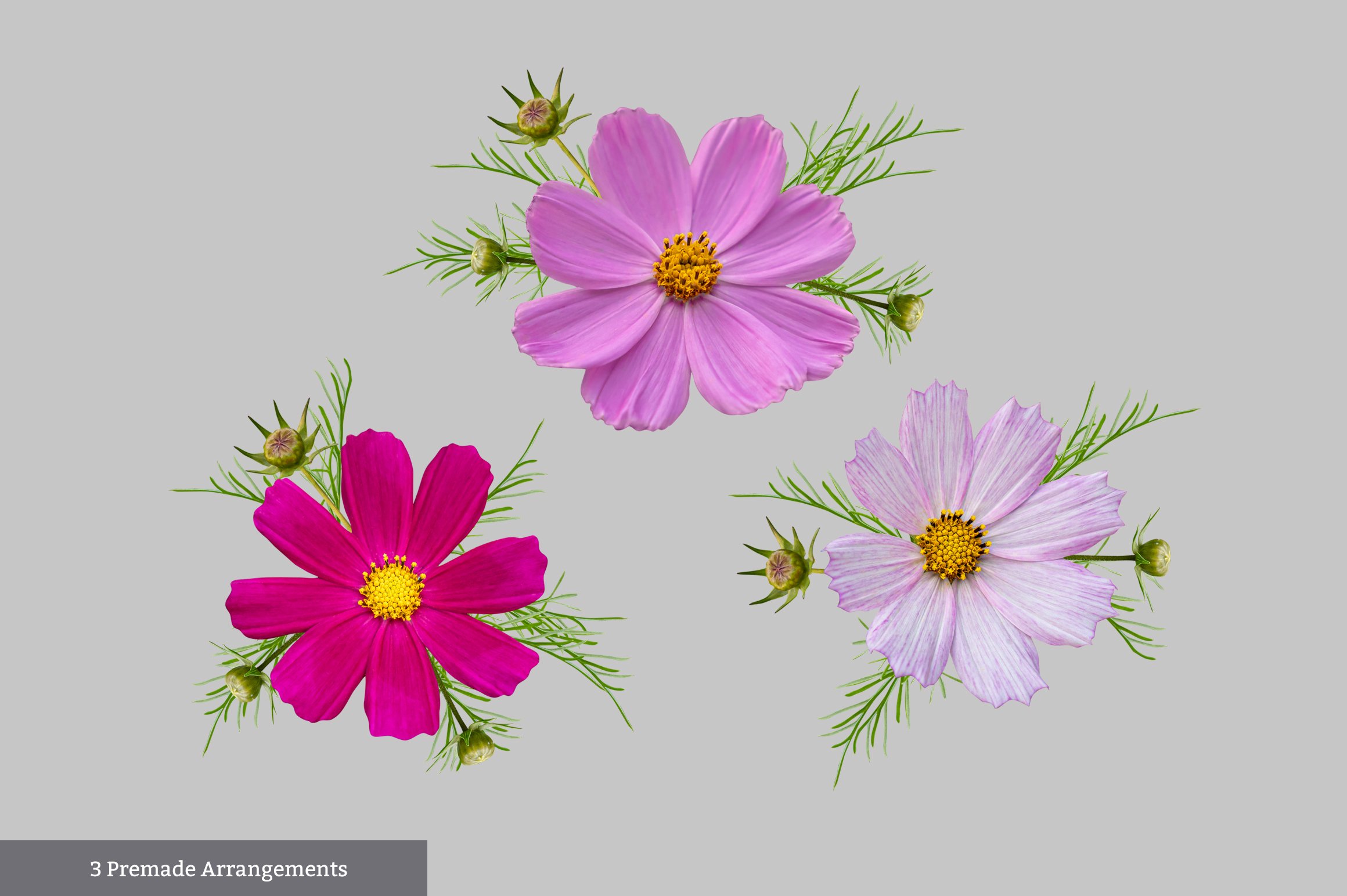 Cosmos and Daisy Floral Patterns (823020) | Patterns | Design Bundles