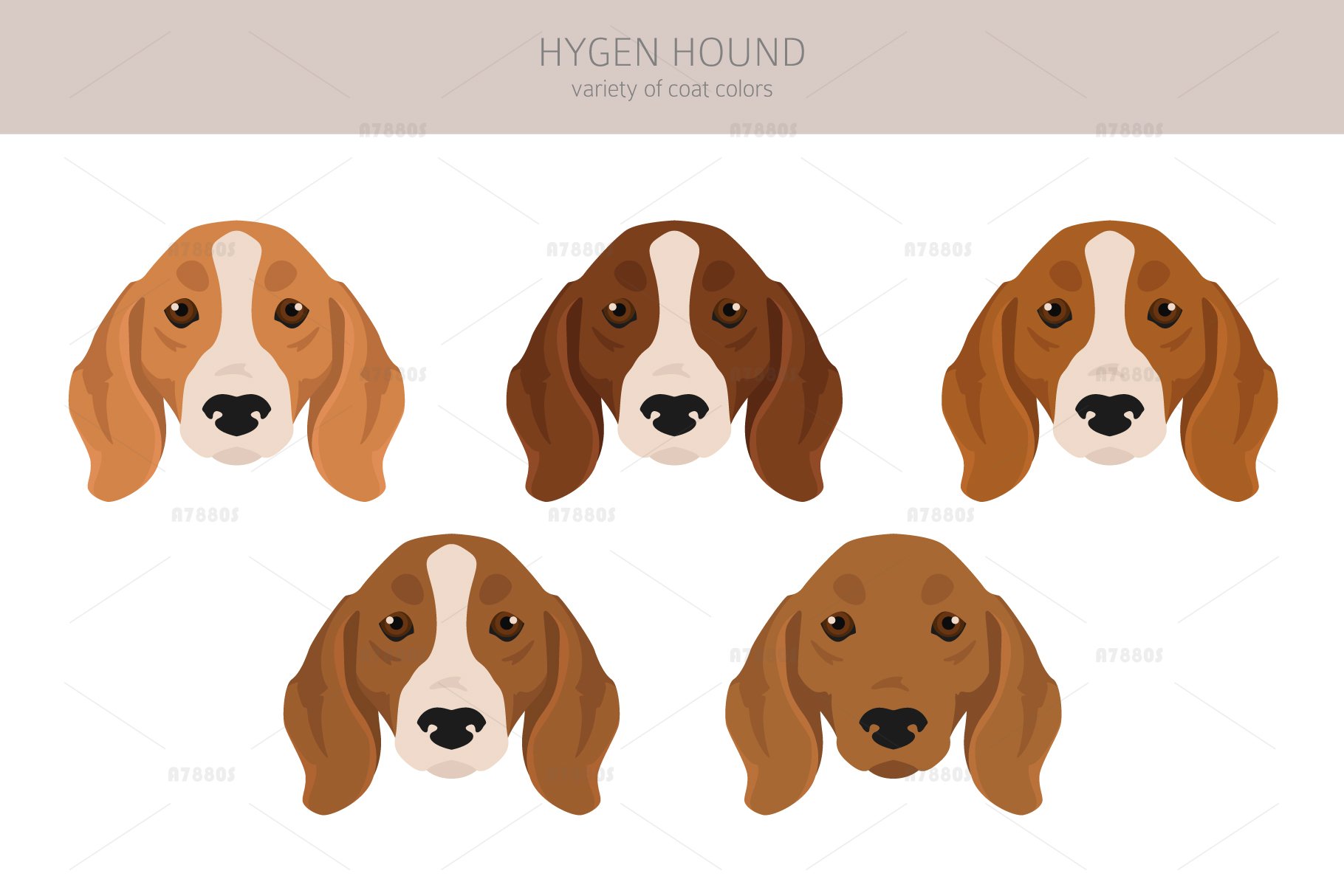 What Health Problems Do Hygen Hound Have