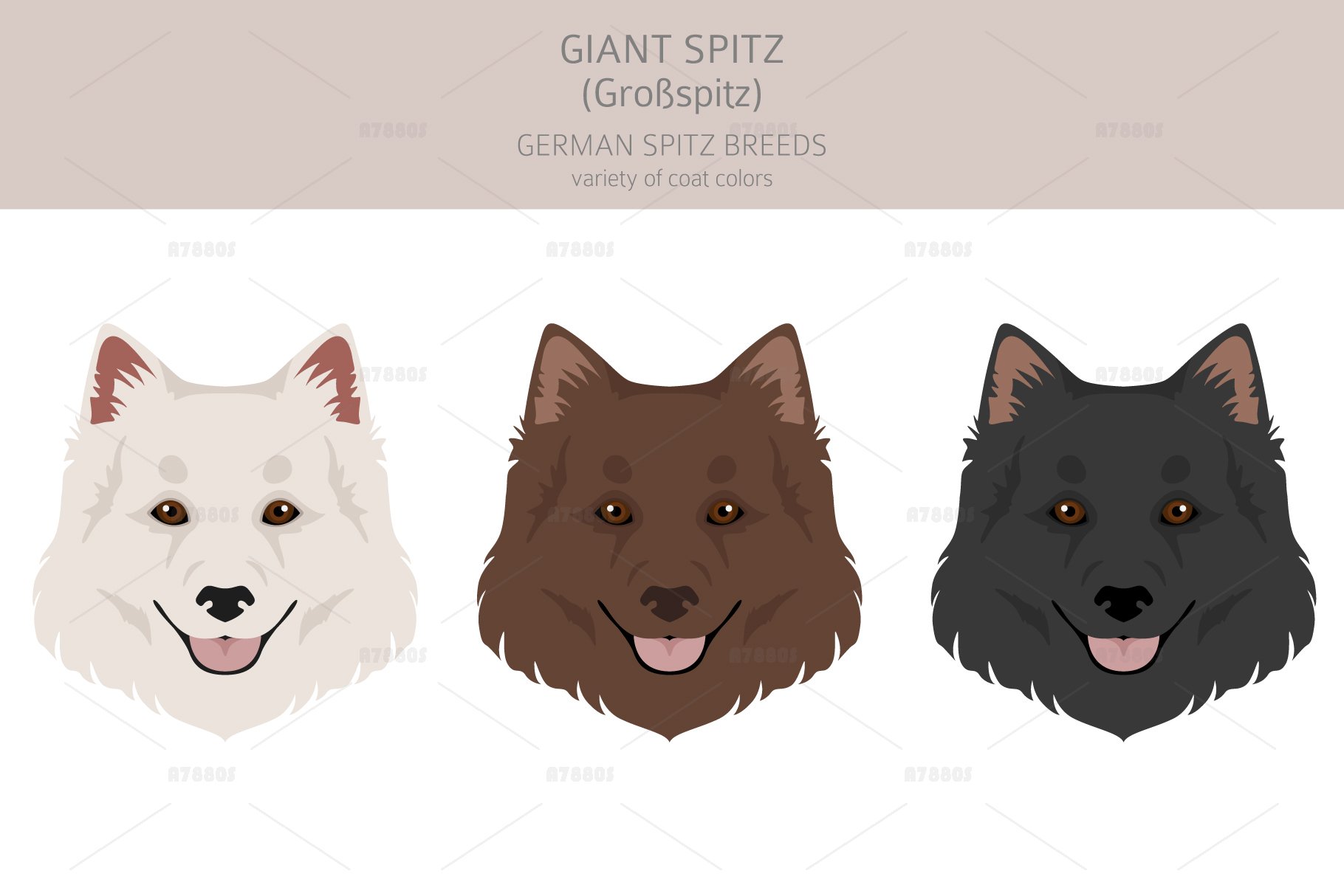 Giant German Spitz Size