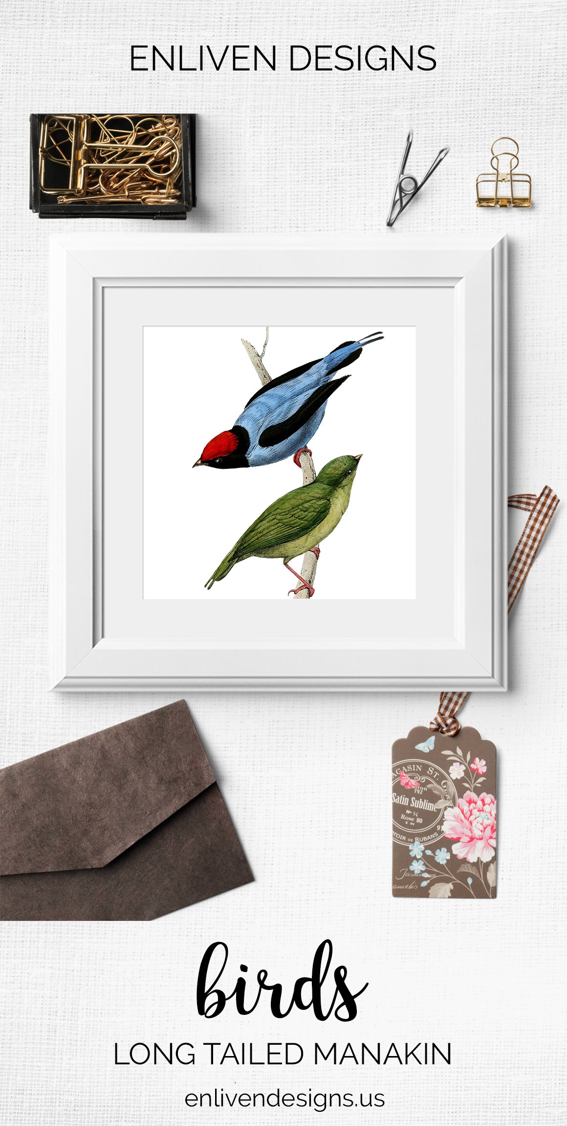Bird Clipart Vintage Manakin (118492) | Illustrations | Design Bundles