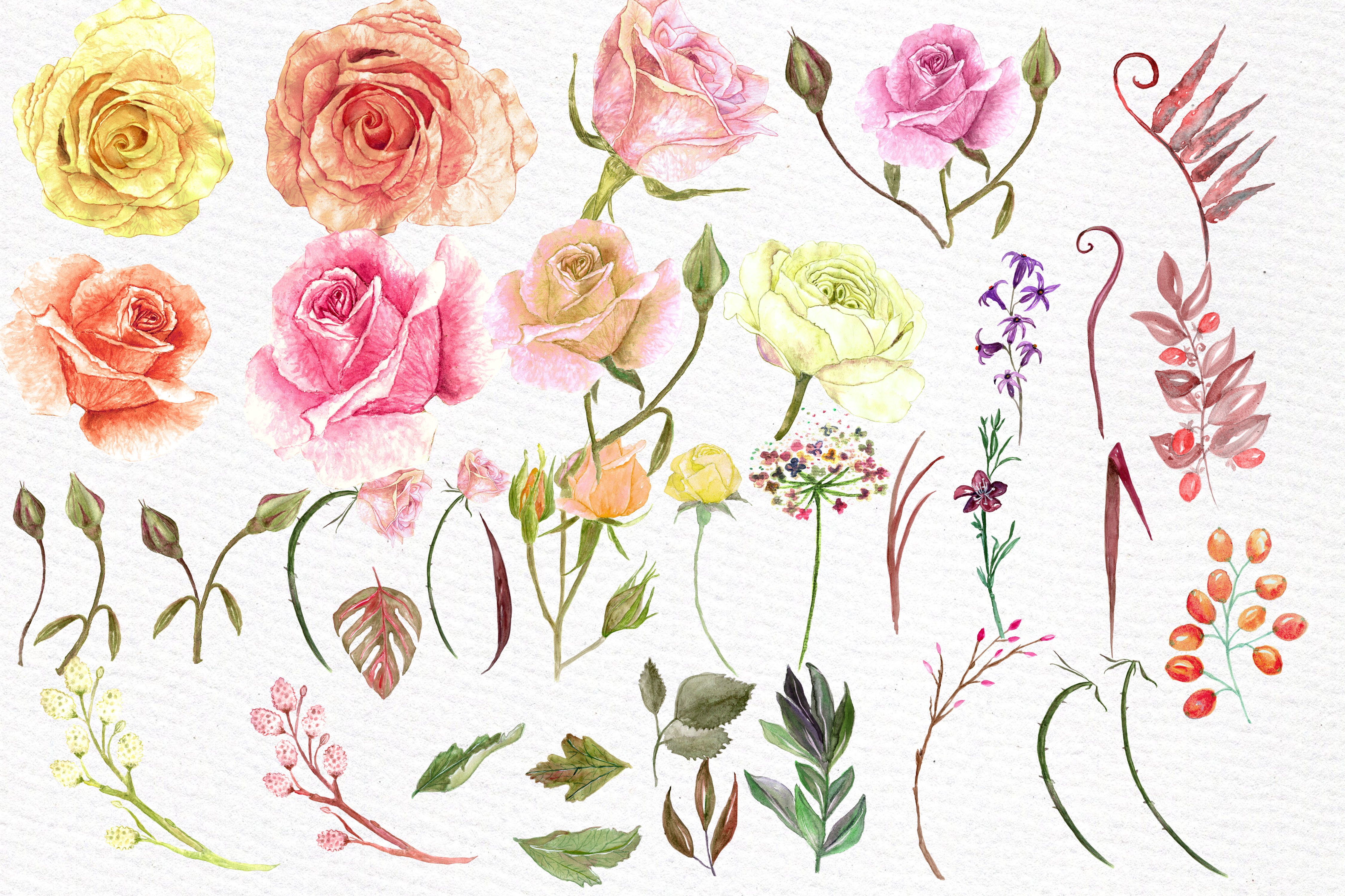 Watercolor roses clipart (23293) | Illustrations | Design Bundles