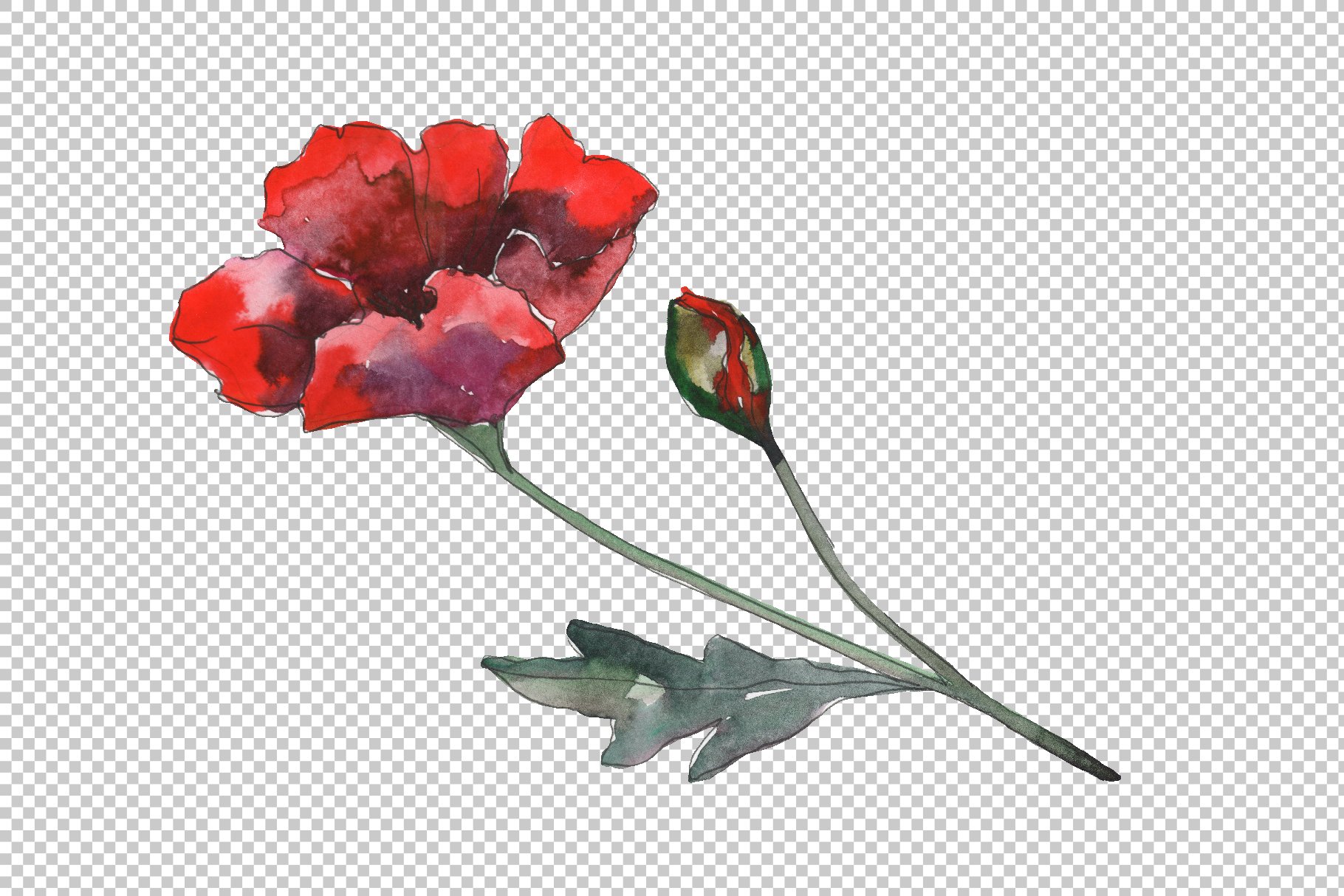 Poppy 1 Watercolor png (229877) | Illustrations | Design Bundles