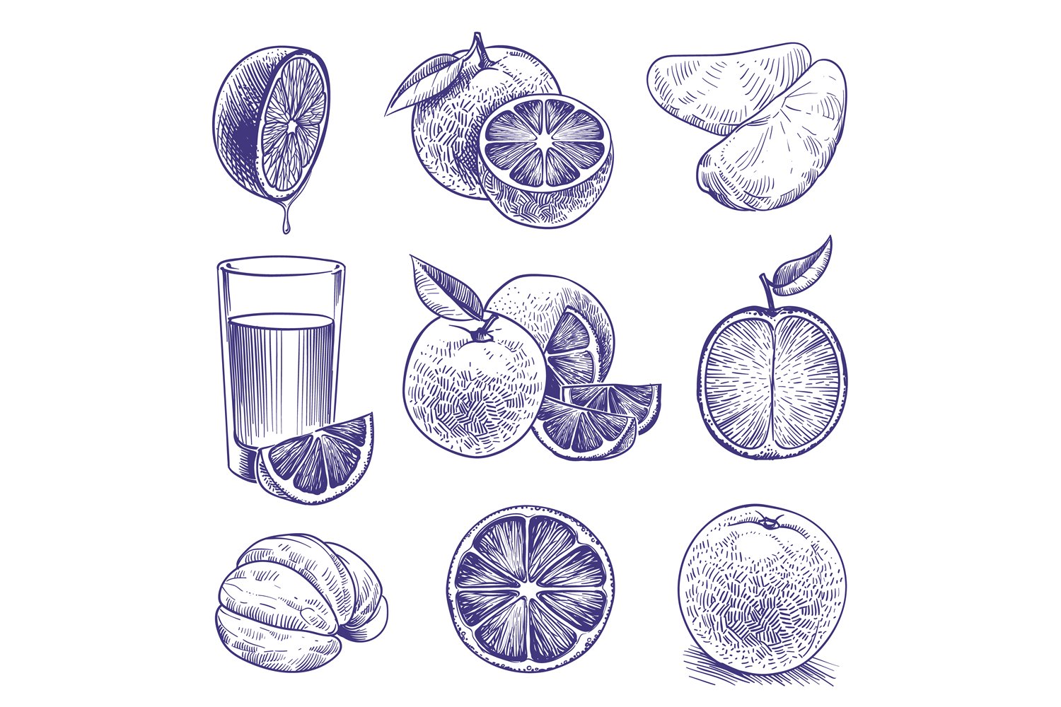 Sketch orange. Drawing engraved oranges, botanical citrus, f (790664 ...