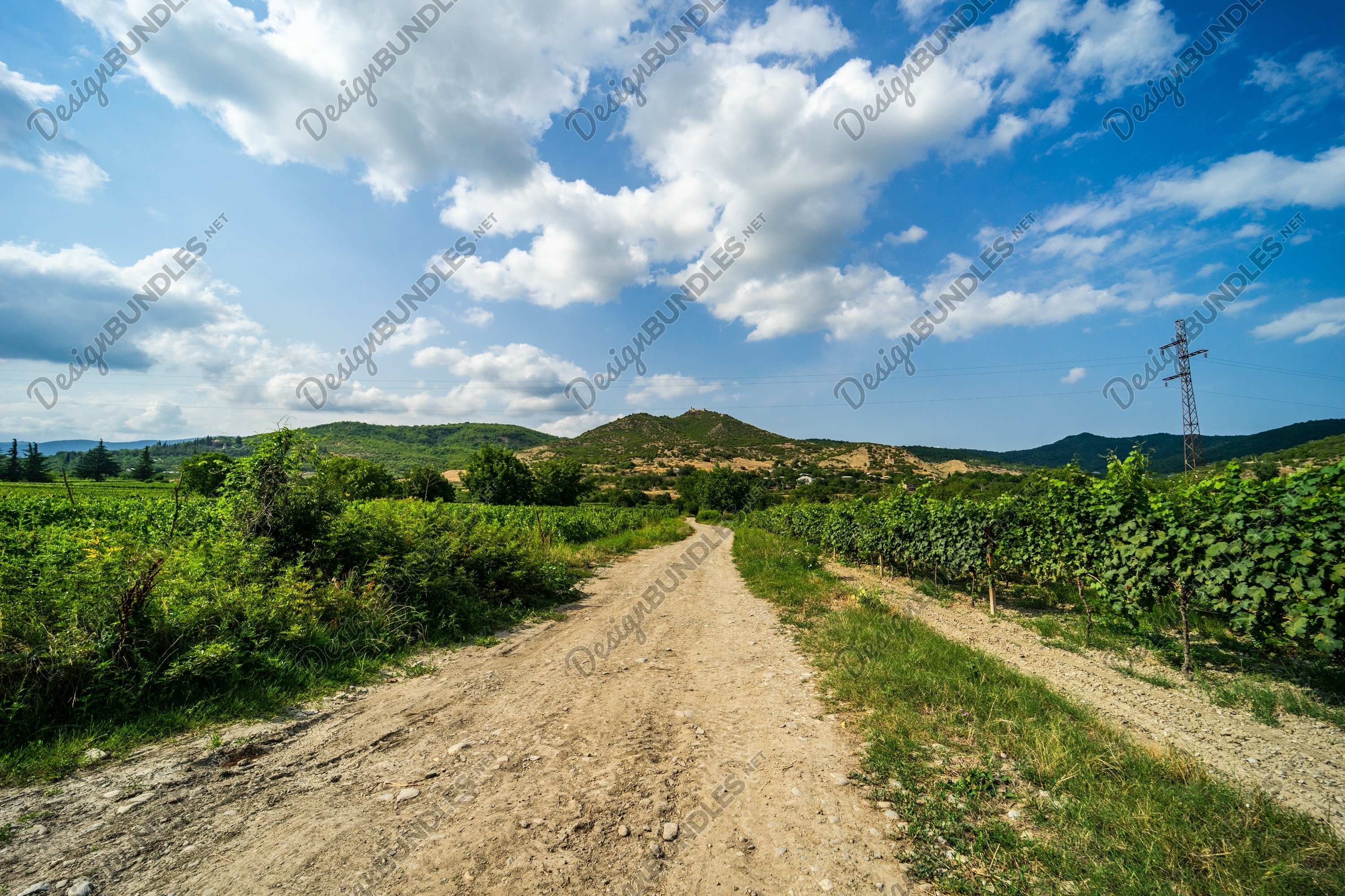 One of the vineyard in wine region of Georgia, Kakheti (798864 ...
