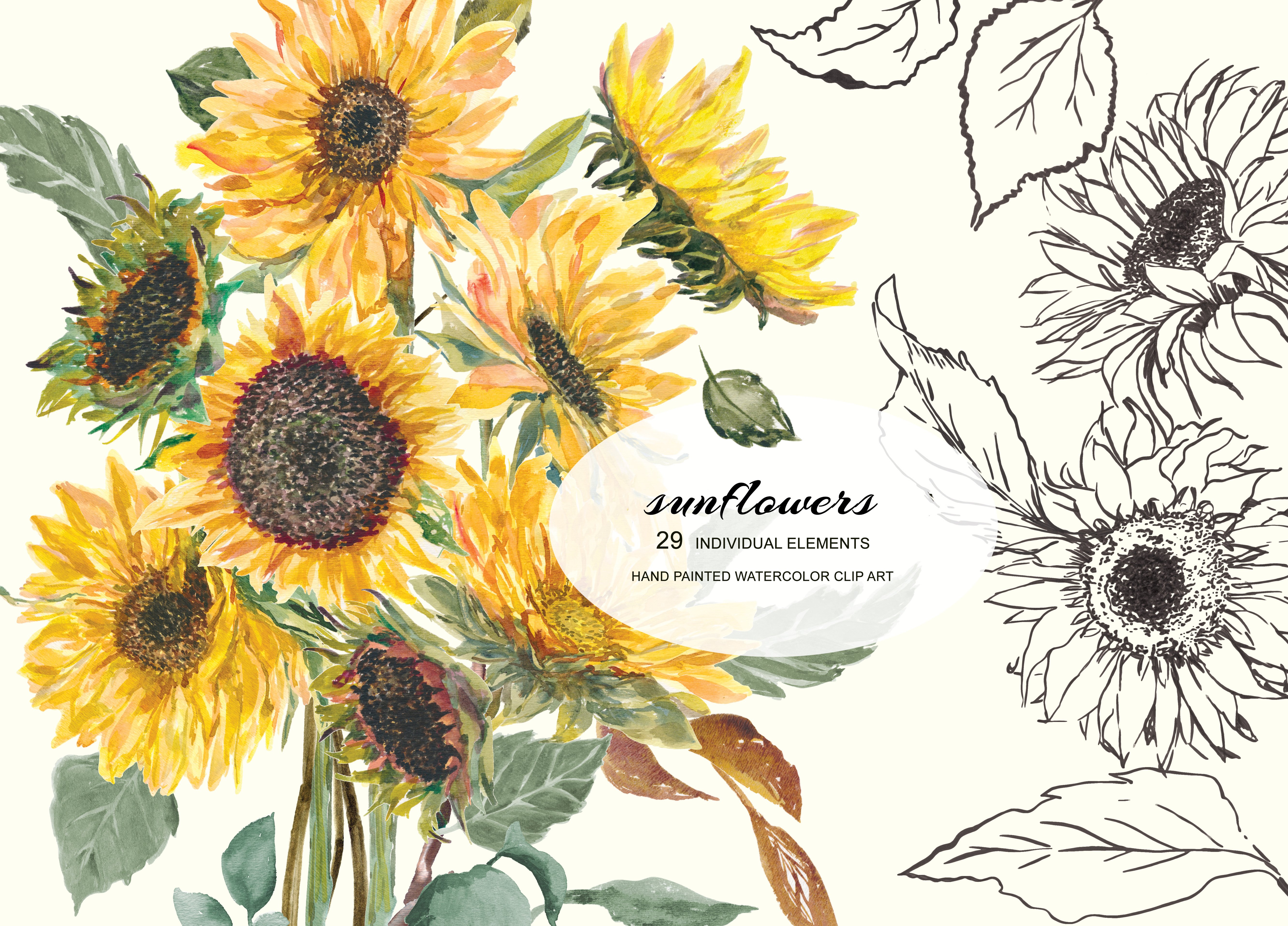 Hand Painted & Hand Drawn Watercolor Sunflower Clip Art (74686 ...