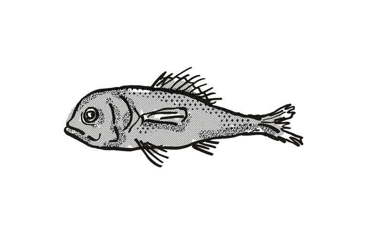 Eyebrow Bigscale Australian Fish Cartoon Retro Drawing (372884 ...