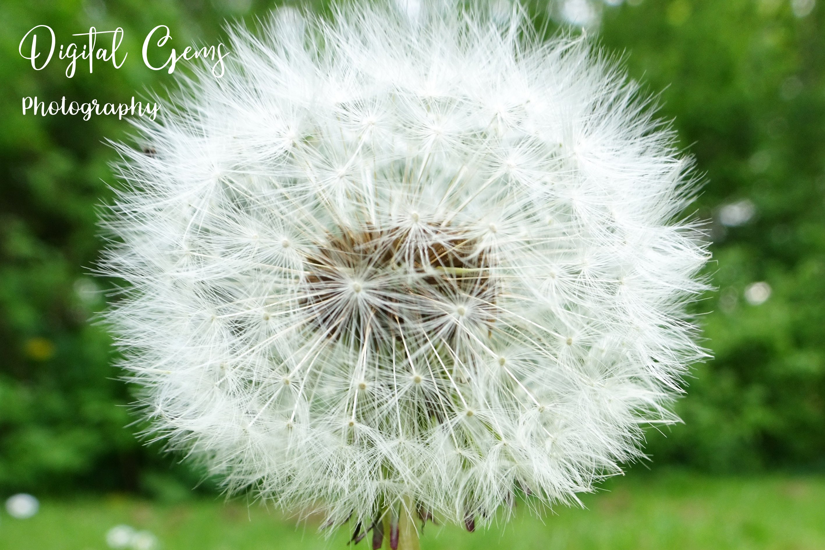 Dandelion clock photograph (572207) | Nature | Design Bundles