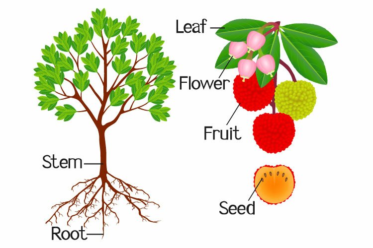 Labeled Parts Of A Strawberry Hand Drawing Strawberry Fruits,