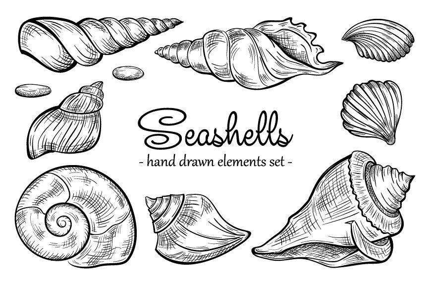 Black and white seashells doodles vector set (108046) | Illustrations ...