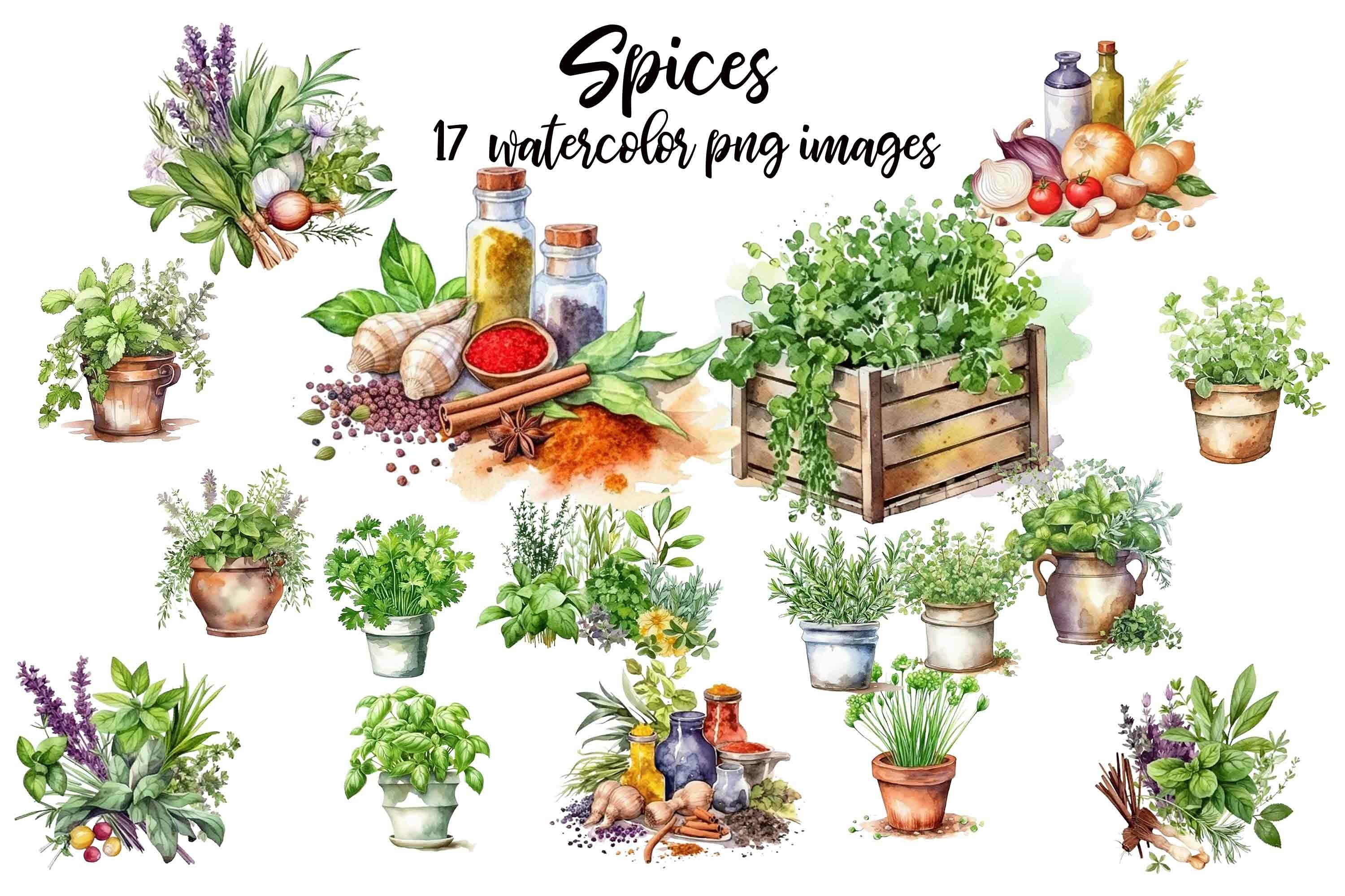 Herbs And Spices Clipart Spices And Herbs Clipart Graphic By