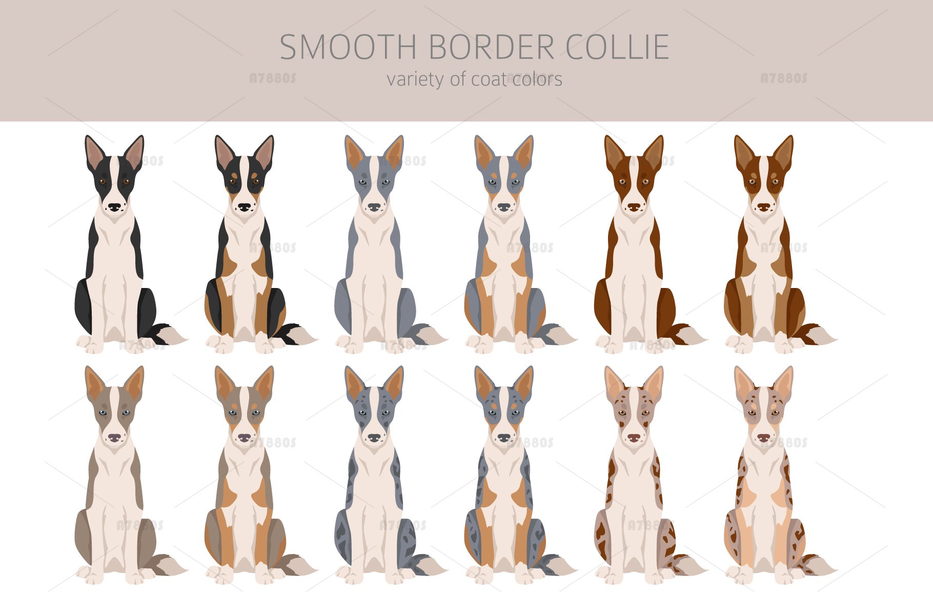 Border Collie Color Chart