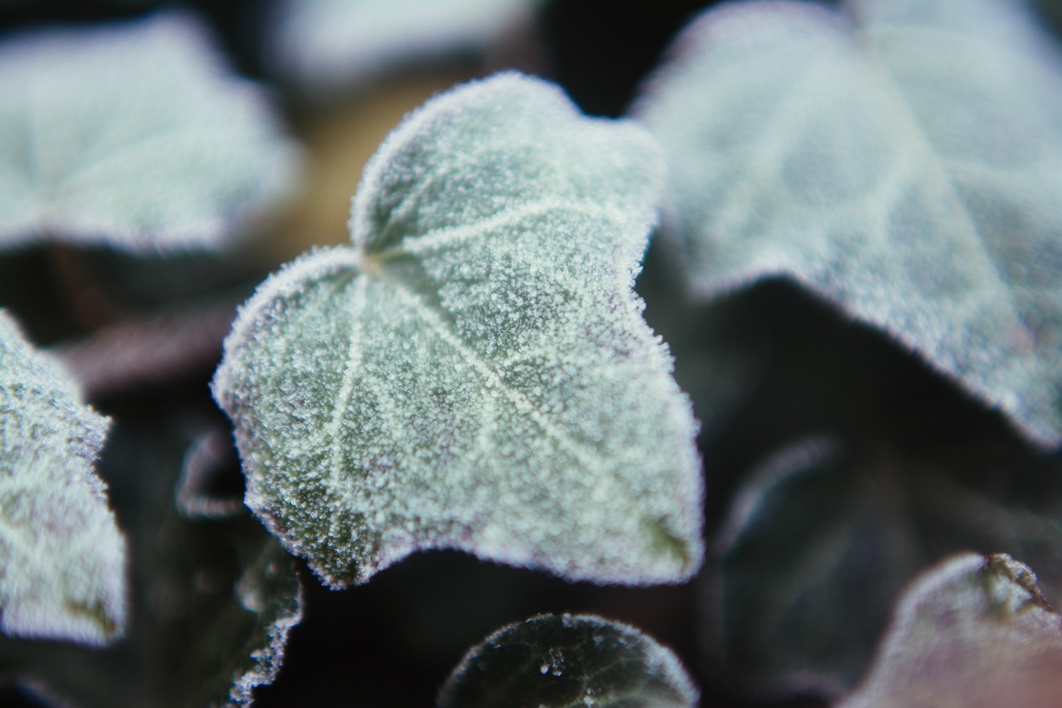 Leaves Bundle (484533) | Nature | Design Bundles