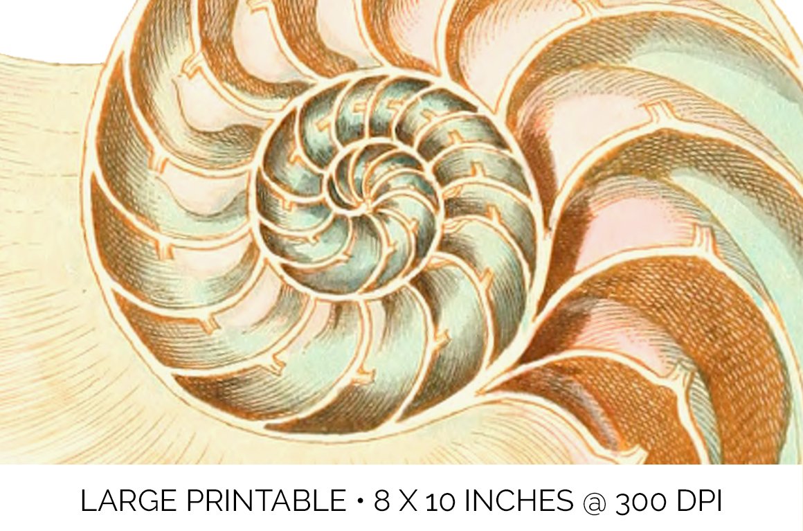 Shell Clipart Nautilus Pompilius (557572) | Illustrations | Design Bundles