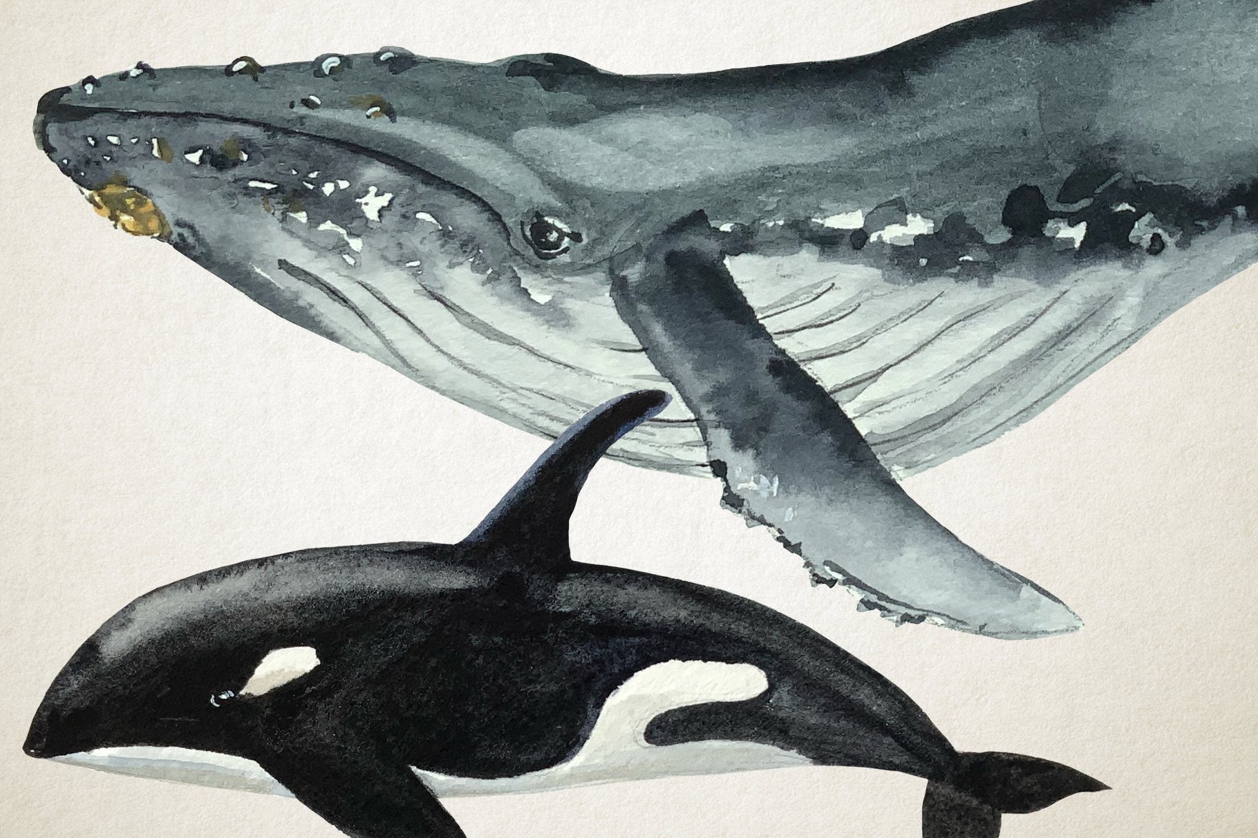 Whales - Watercolor Clip Art and Print (549602) | Illustrations ...