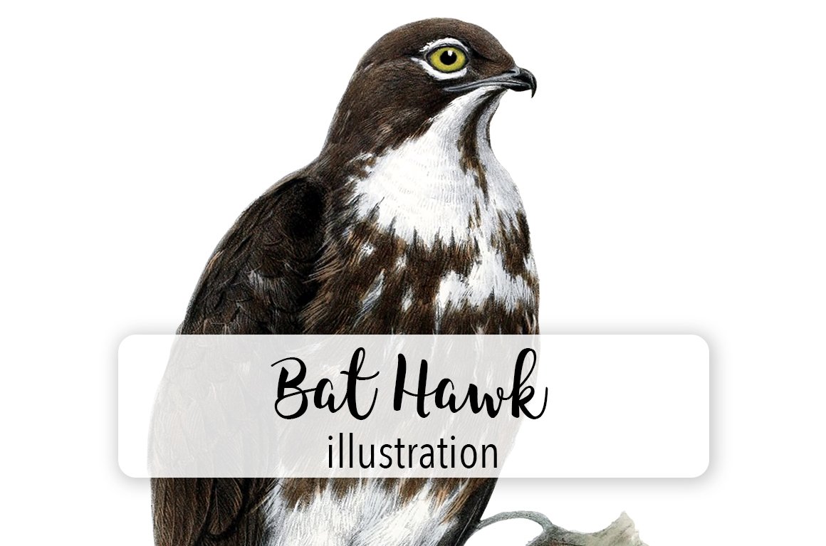 Red Tailed Hawk Clipart