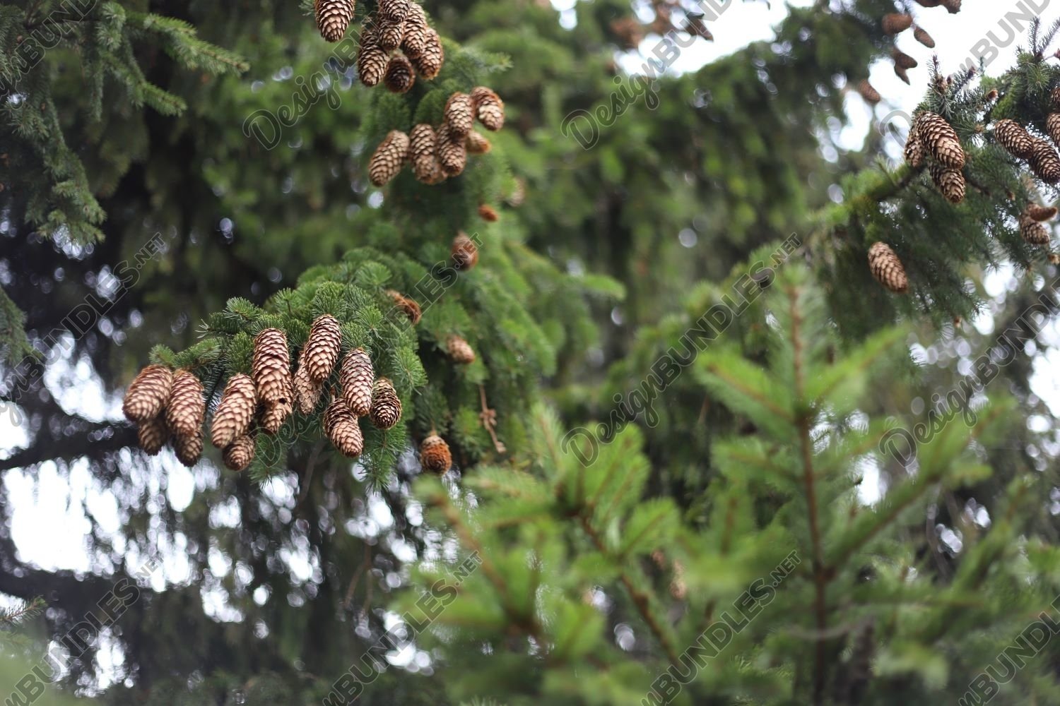 Fir cones growing on the branches