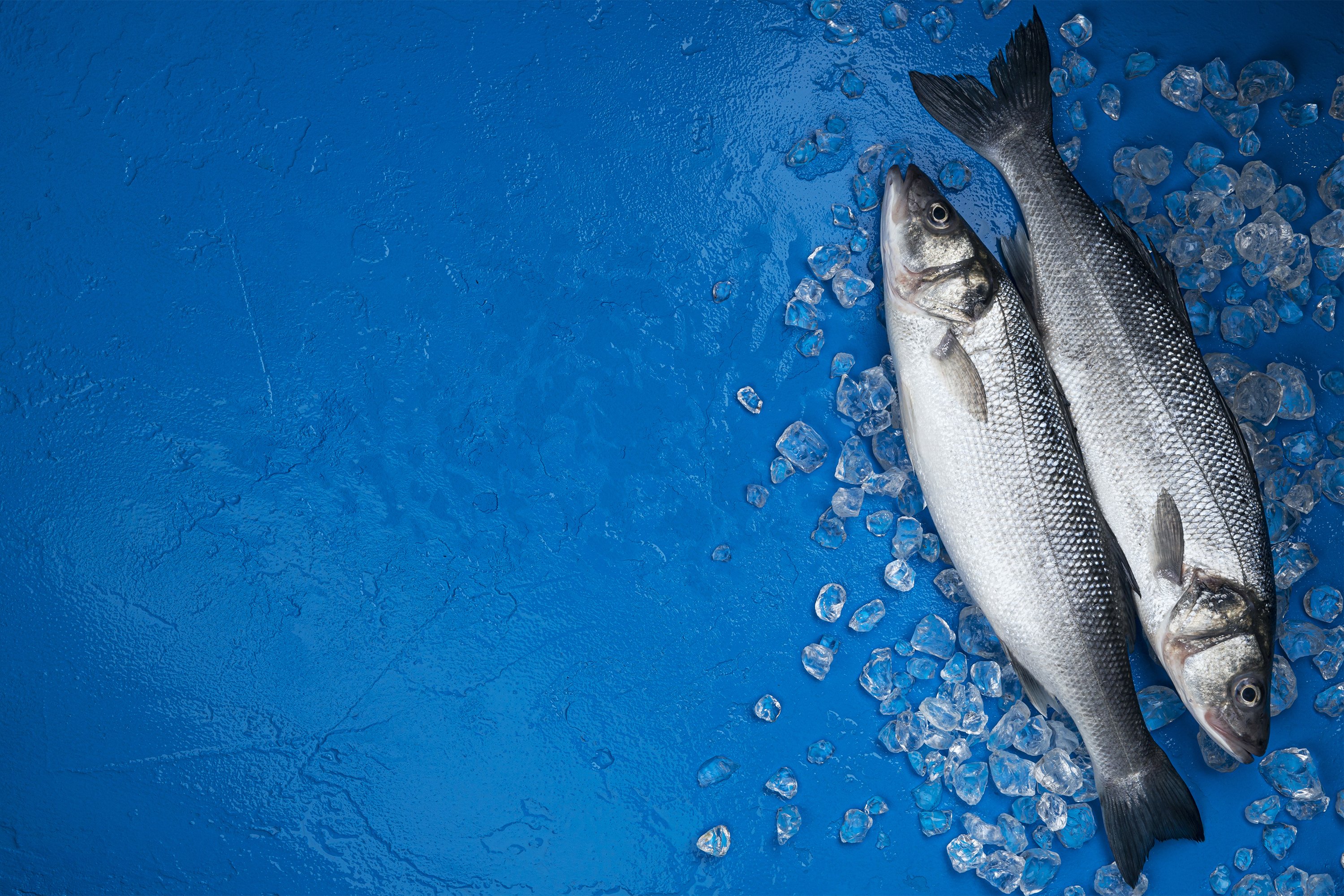Seabass fish on ice on blue color background, top view (576420) | Food ...