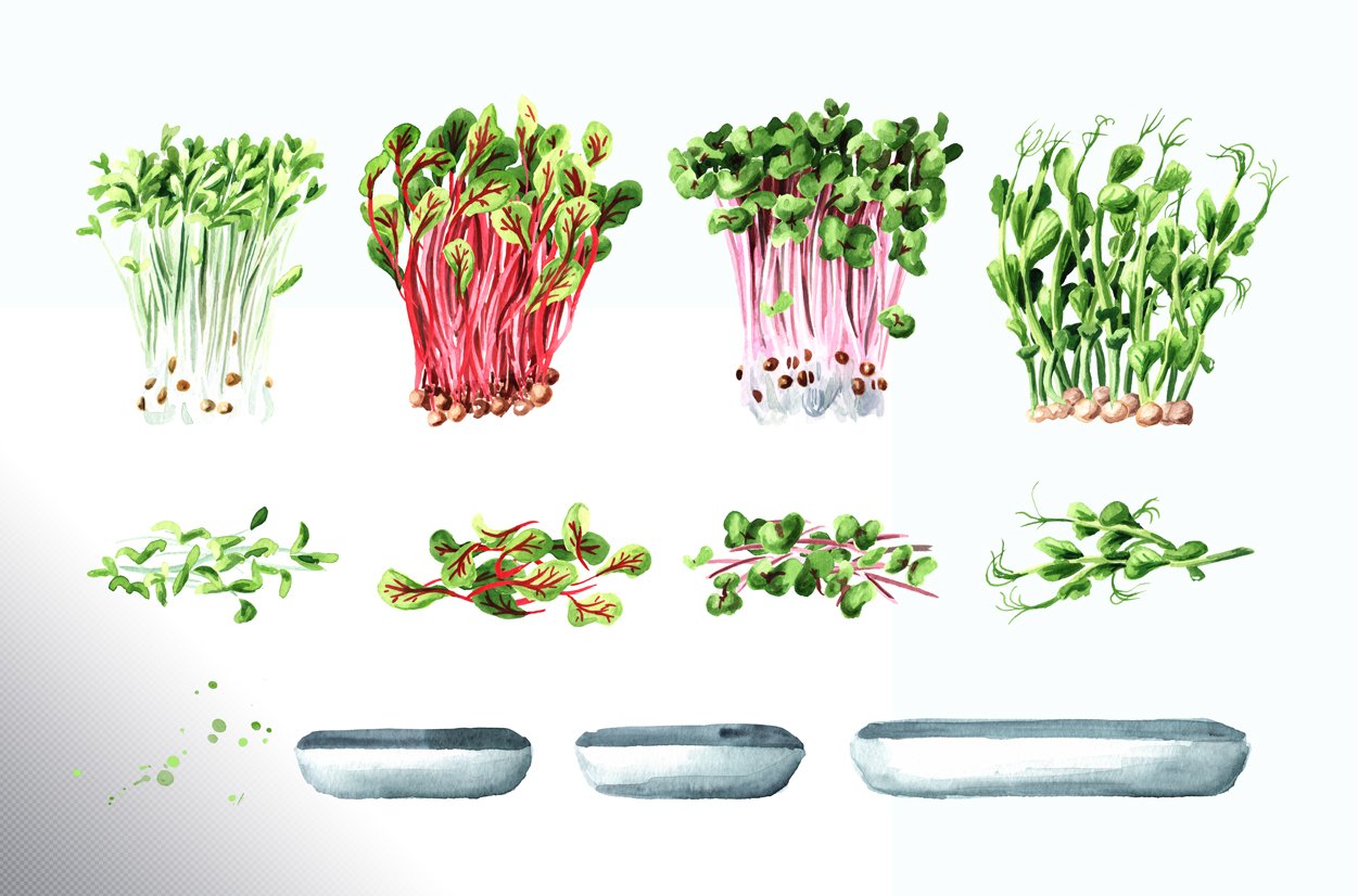 Microgreens. Watercolor collection (433982) | Illustrations | Design ...