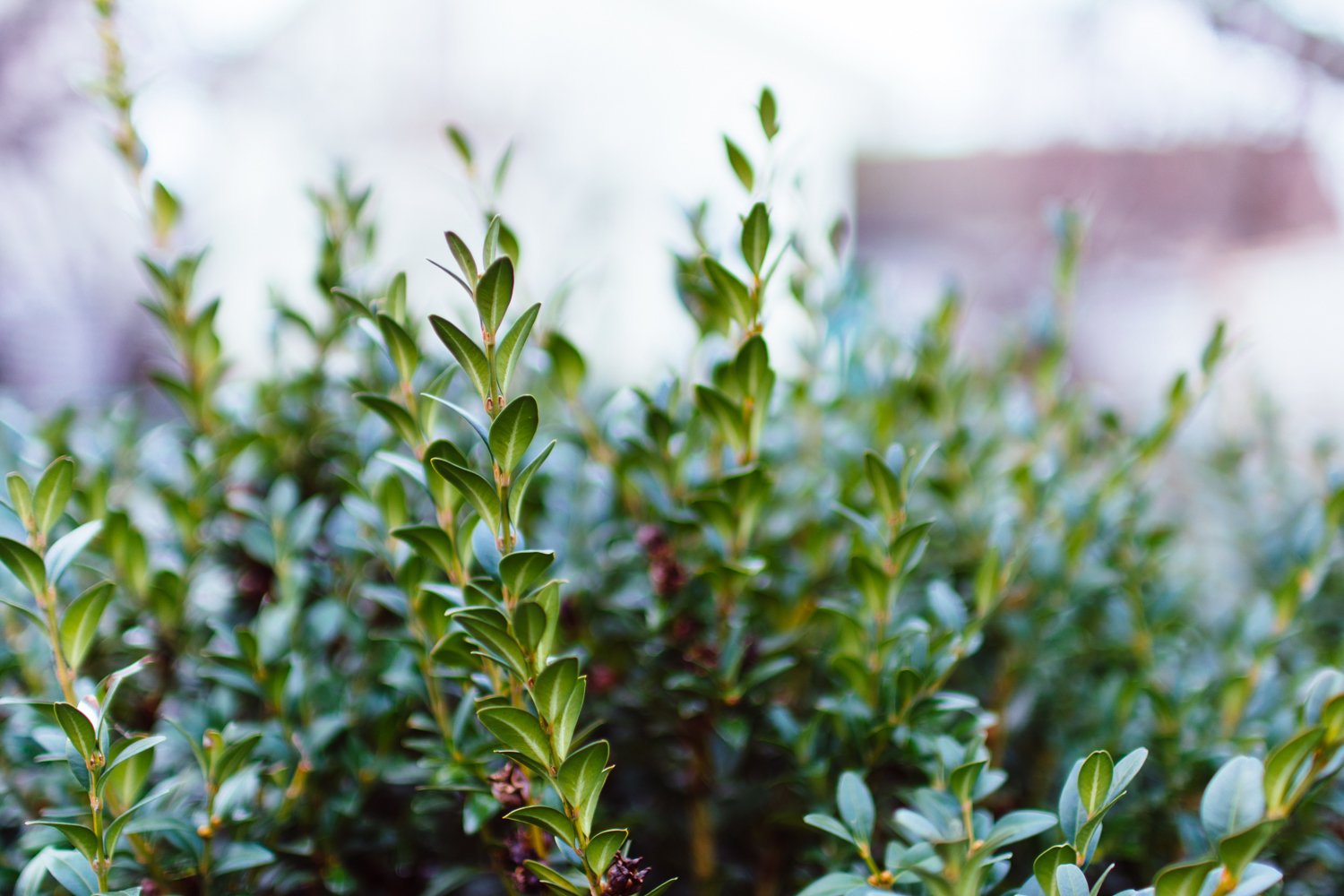 Leaves Bundle (484533) | Nature | Design Bundles