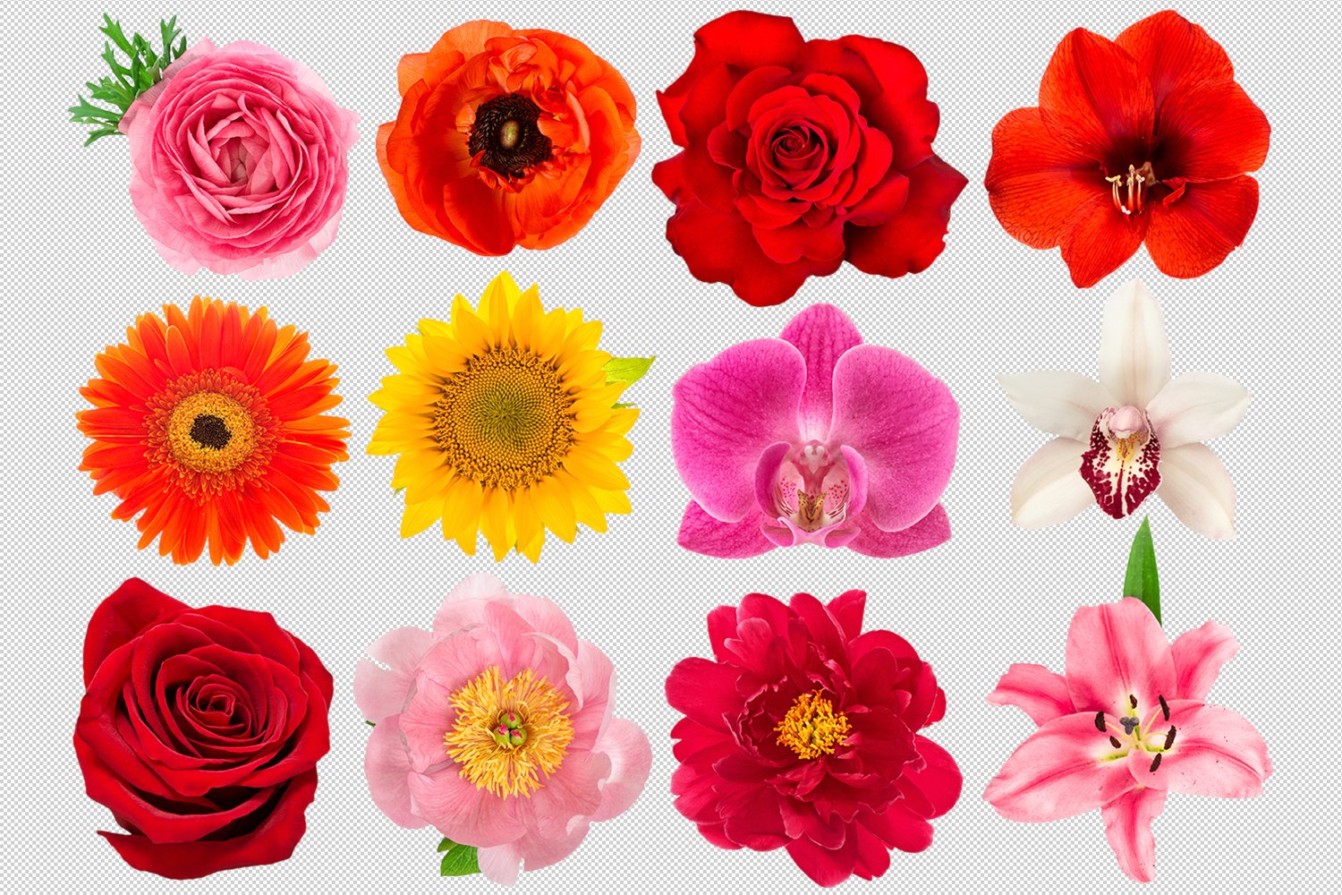 Single flower head. Rose orchid peony sunflower PNG (916903) | Objects ...